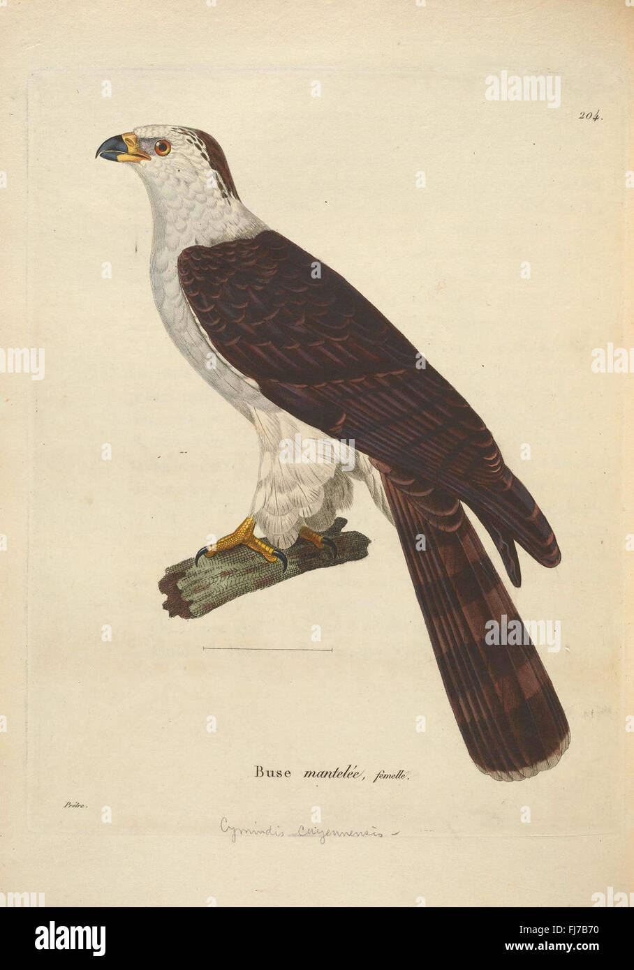 A collection of colored plates depicting various bird species, focusing ...