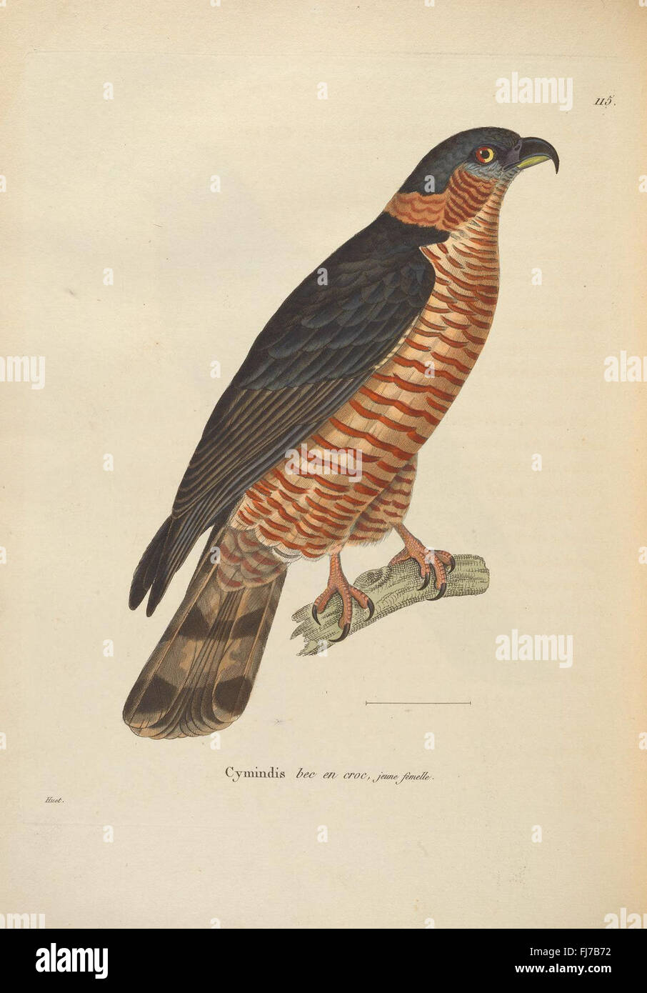 Collection of hand-colored bird illustrations from a historical ...