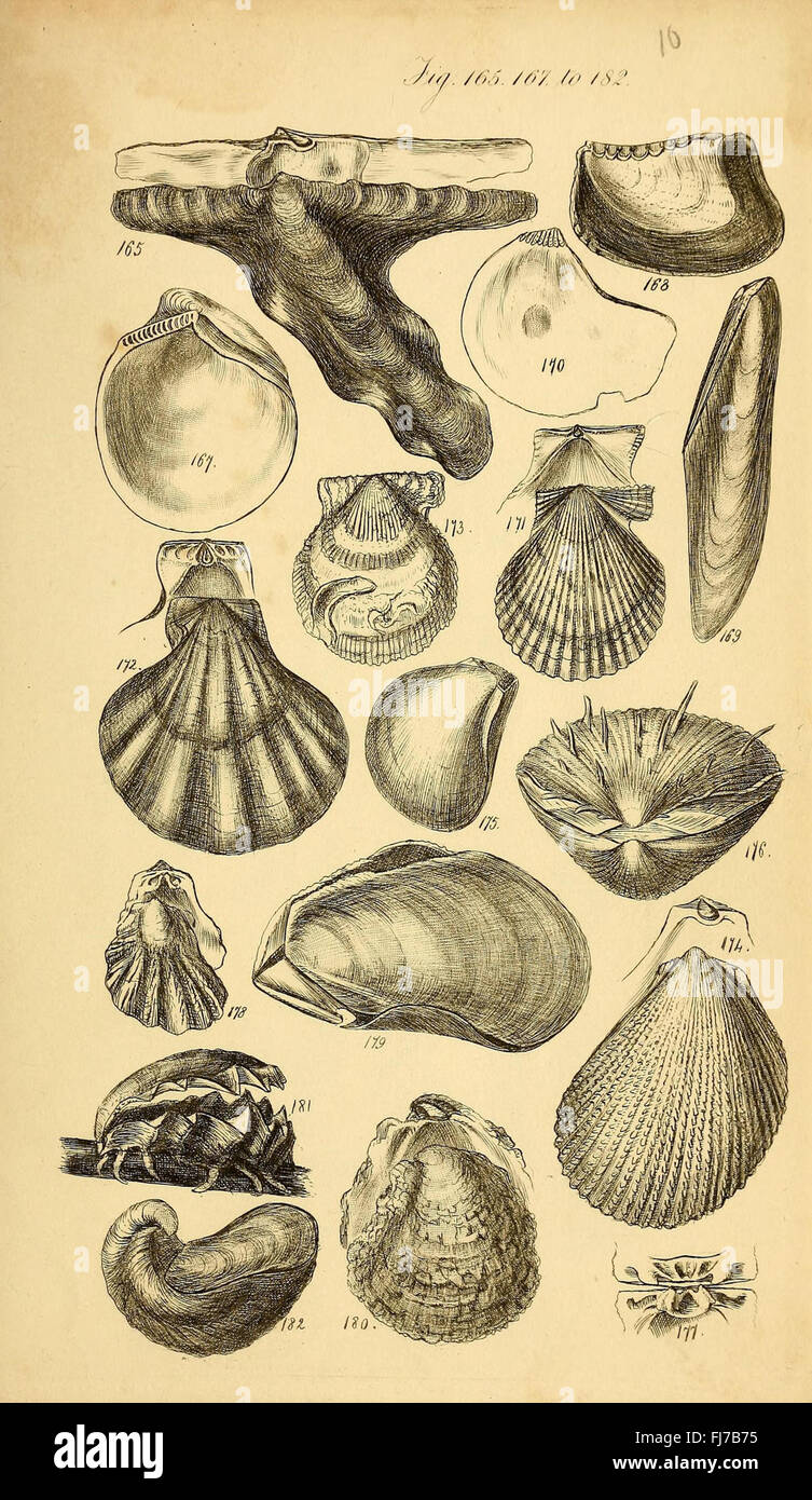 A comprehensive guide to the identification and classification of ...