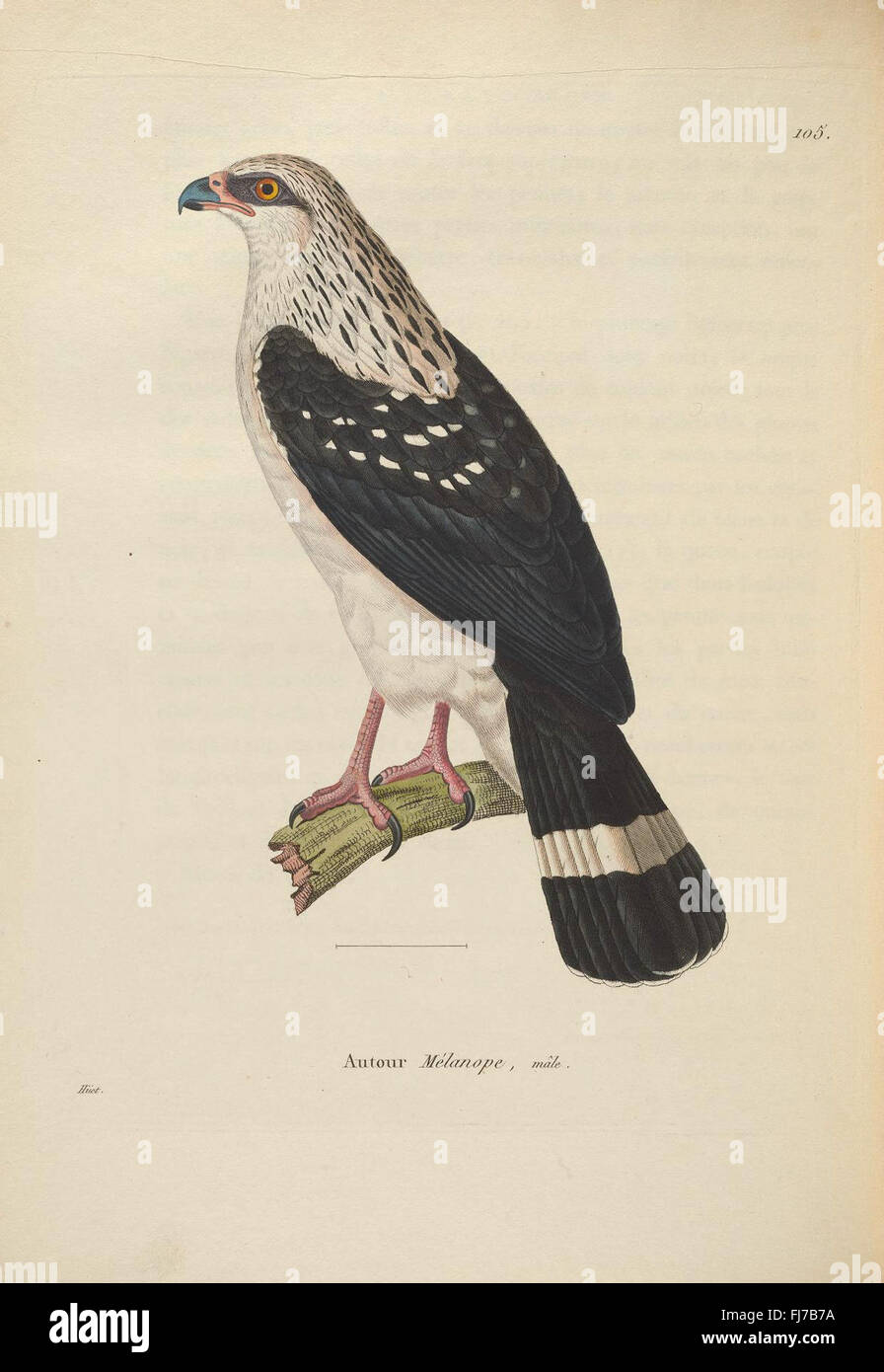 Illustrated collection of colored plates depicting various bird species ...