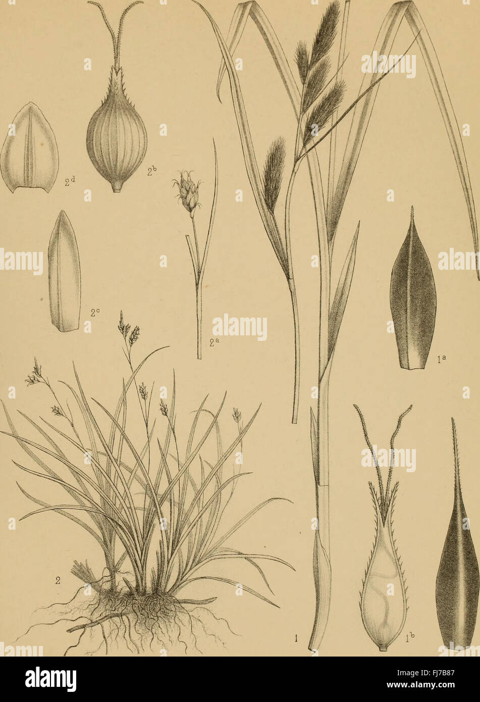 Nouvelles archives du Muséum d'histoire naturelle (1896 Stock Photo - Alamy