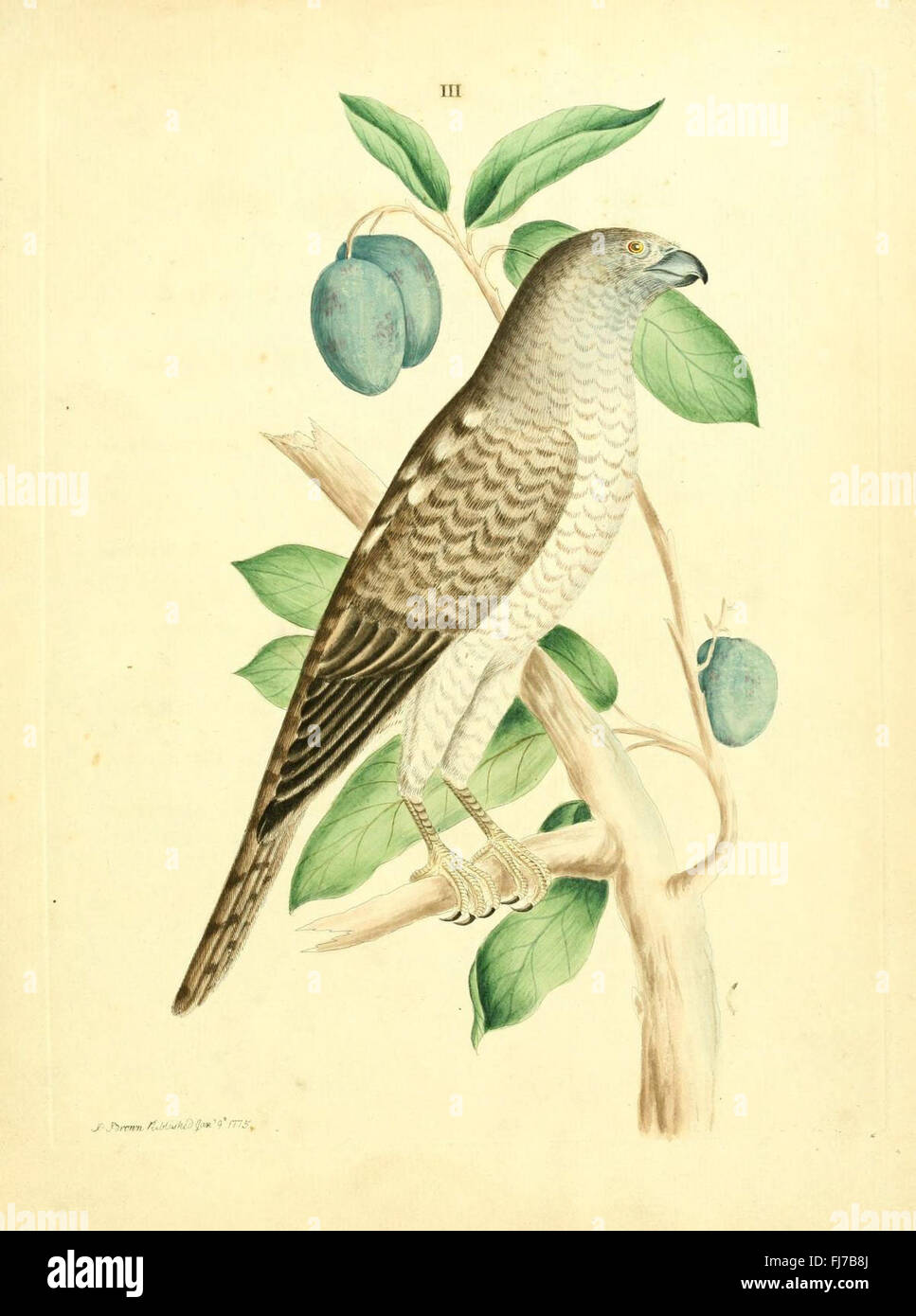 A collection of zoological illustrations showcasing birds, mammals ...