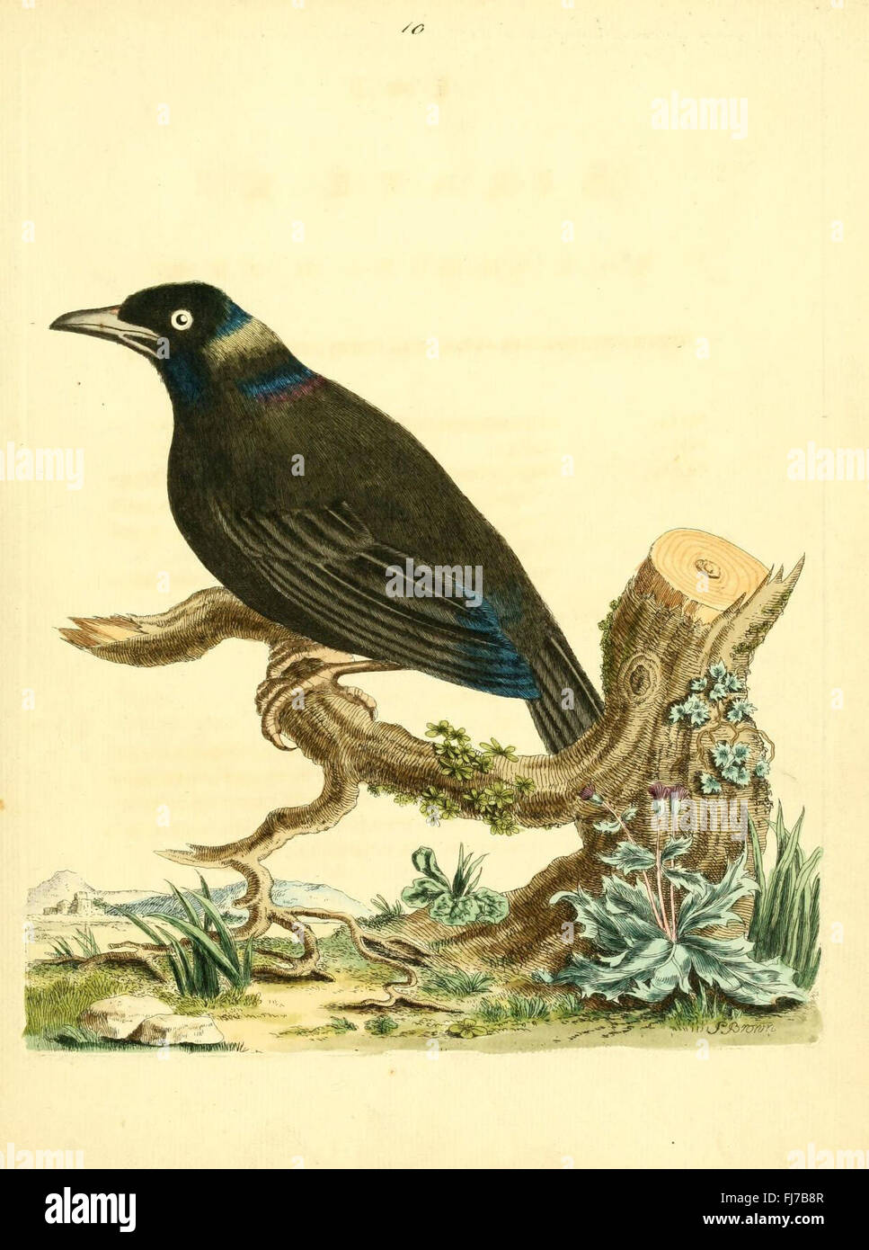 An early zoological work featuring new illustrations of various animal ...