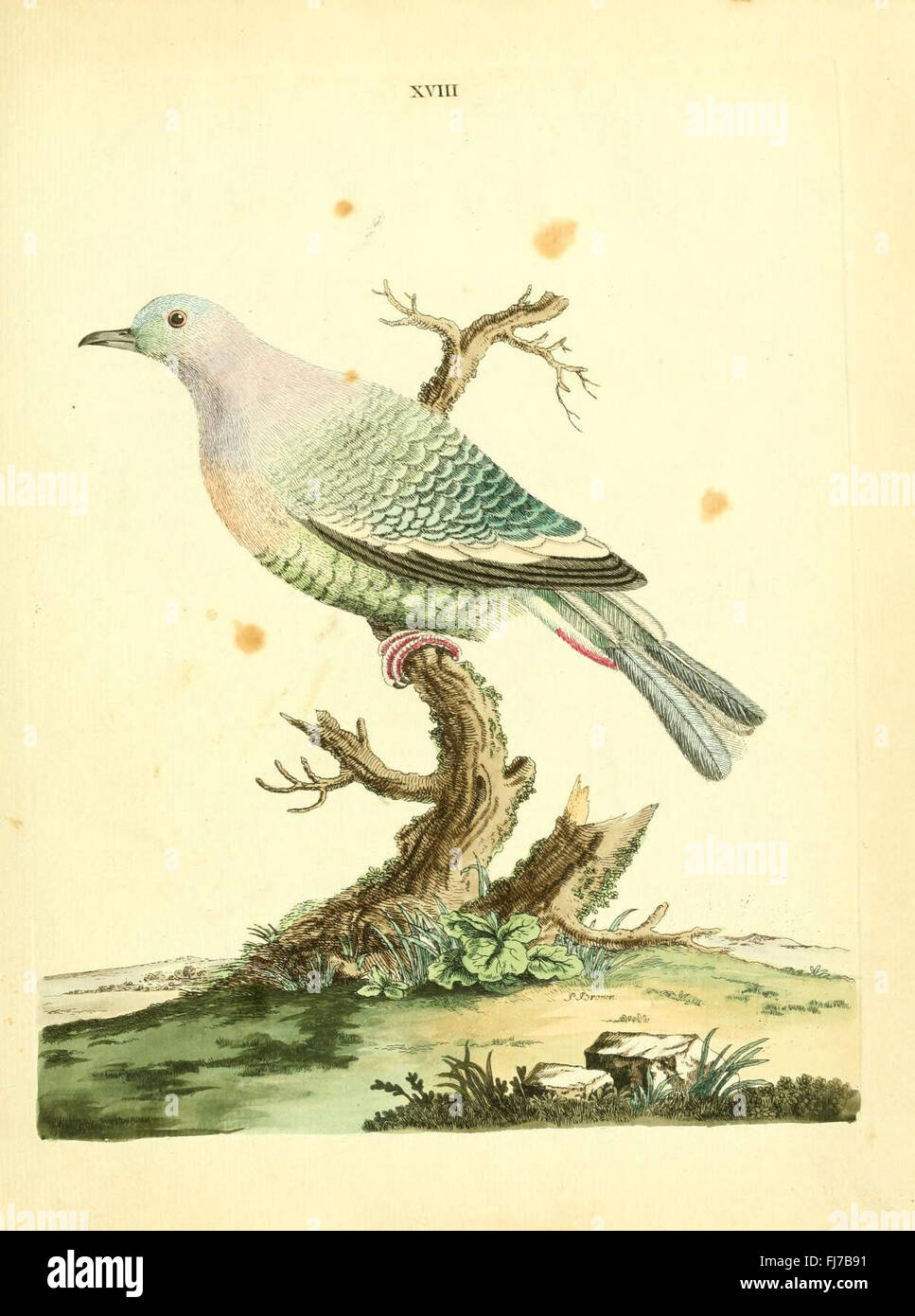 Illustrated zoological works from early studies, focusing on birds ...
