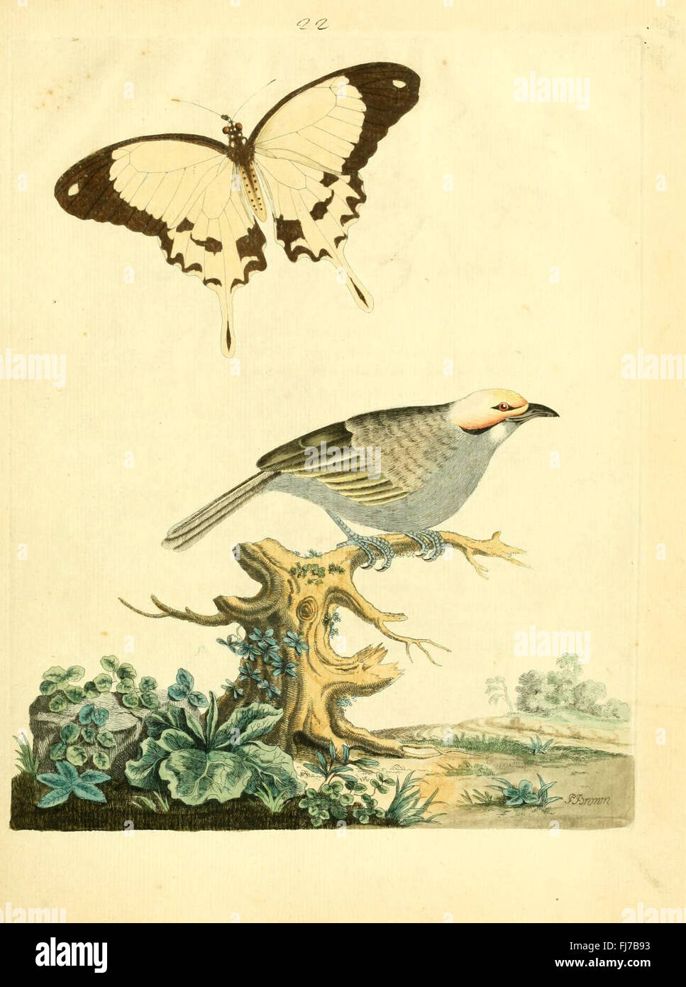 A collection of early zoological illustrations, featuring birds ...