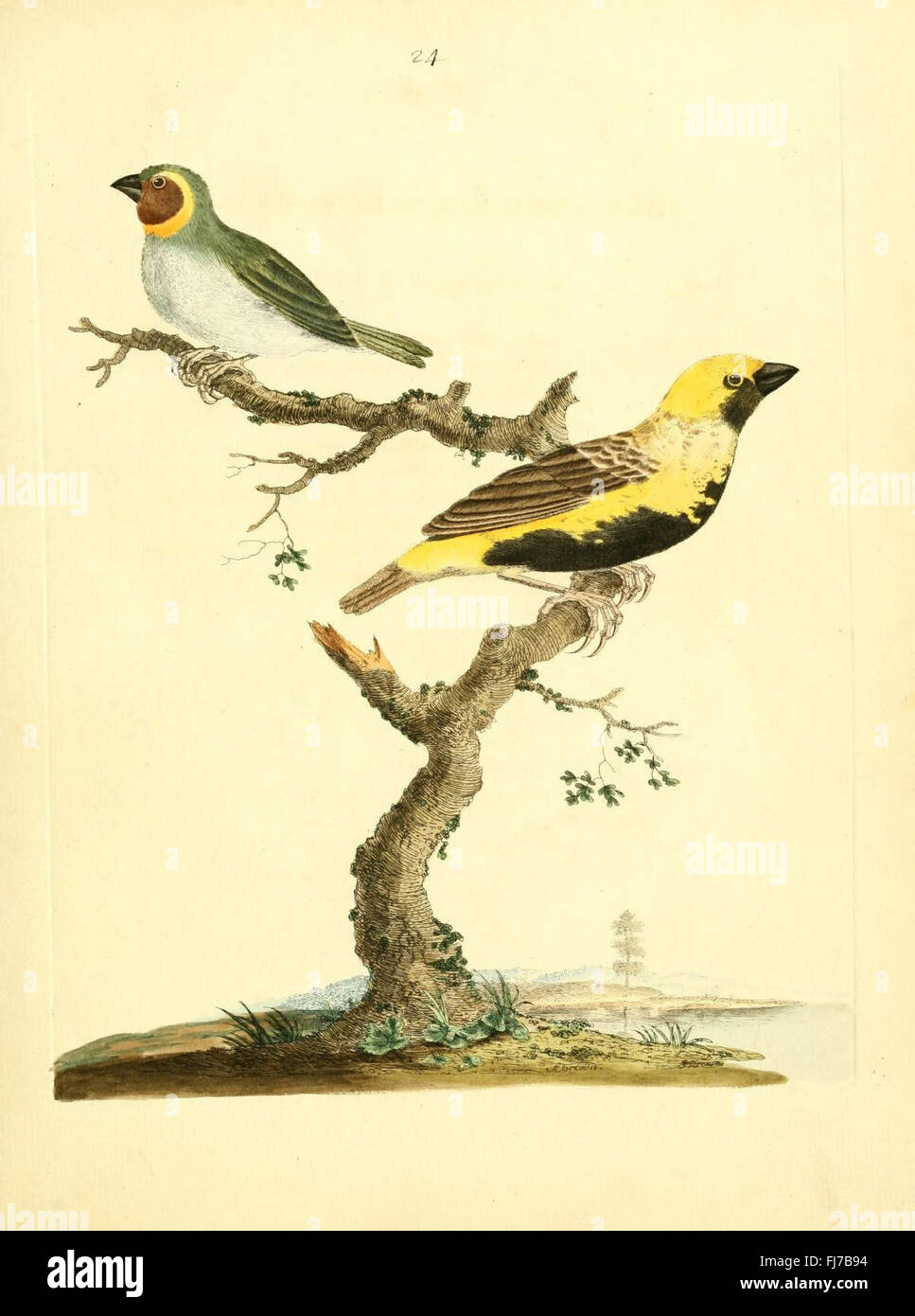 New illustrations in zoology, focusing on birds, mammals, reptiles, and ...