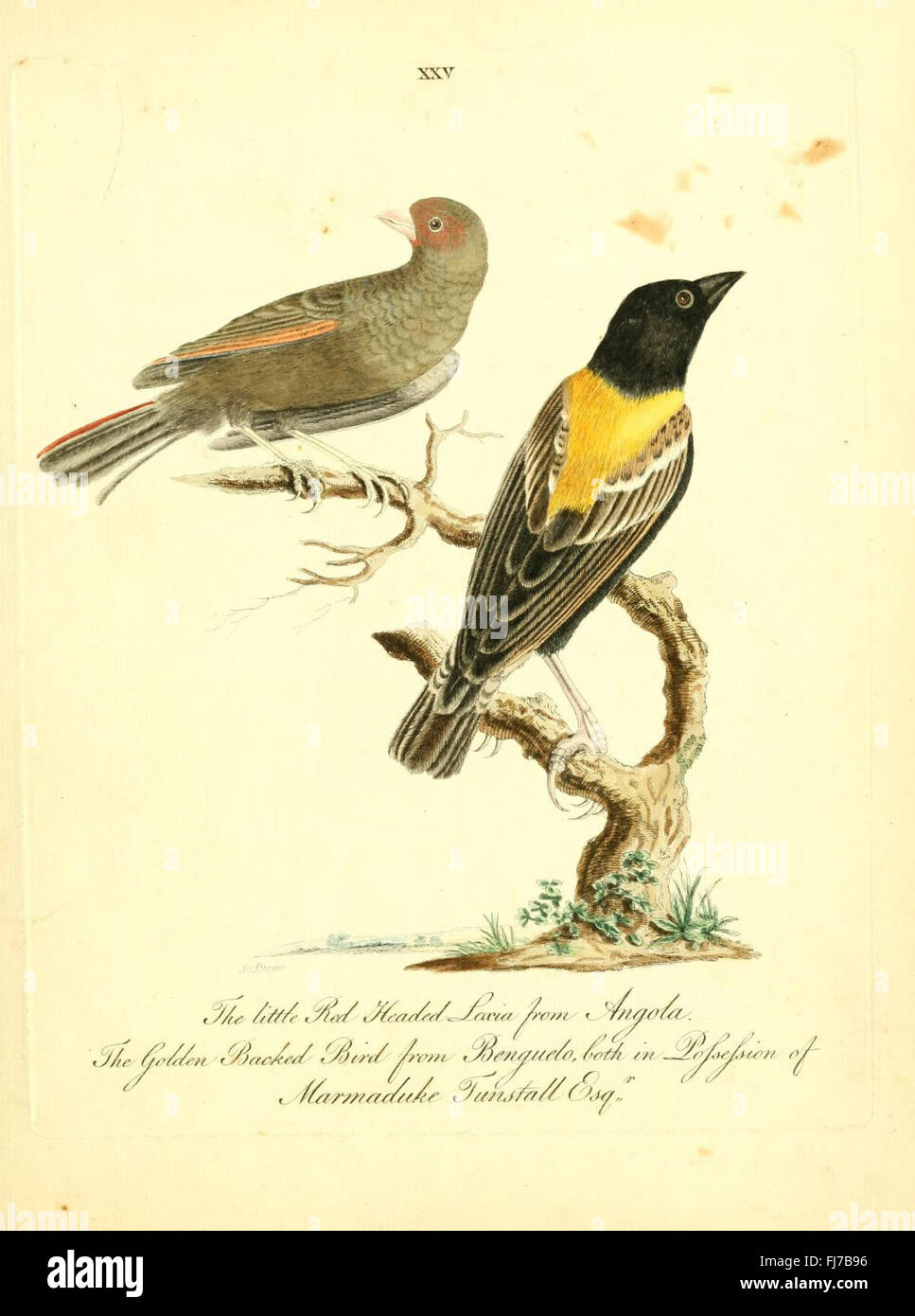 A collection of zoological illustrations depicting birds, mammals ...