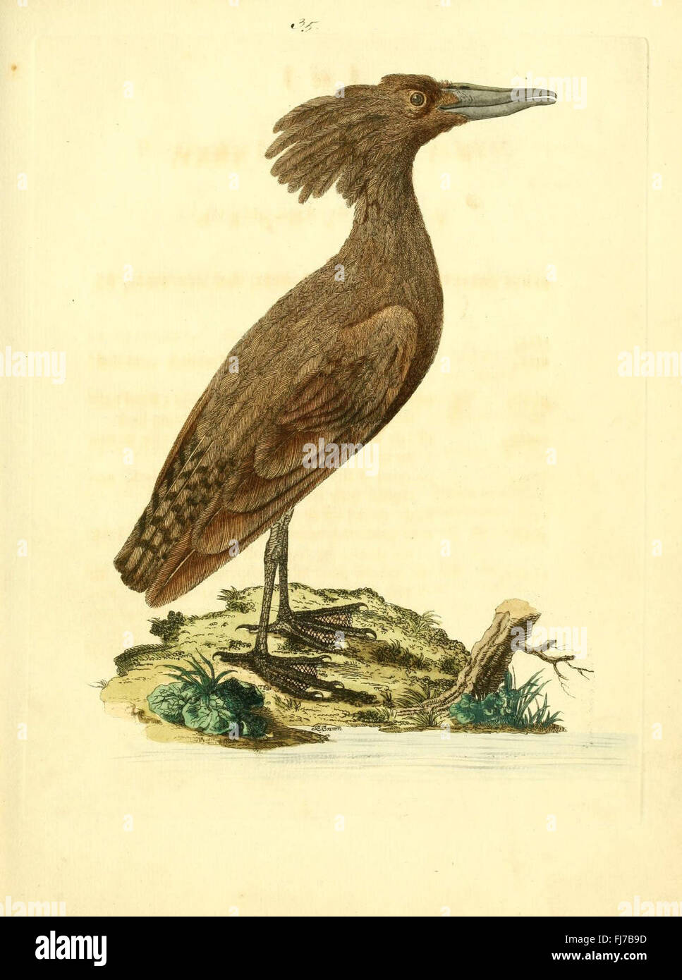 New Zoological Illustrations, an early natural history study featuring ...