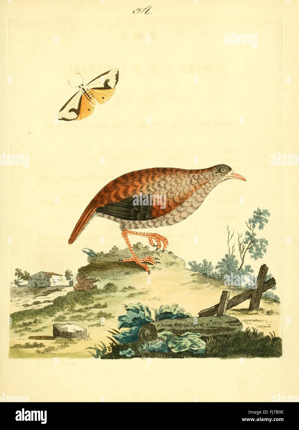 A collection of new zoological illustrations featuring birds, mammals ...