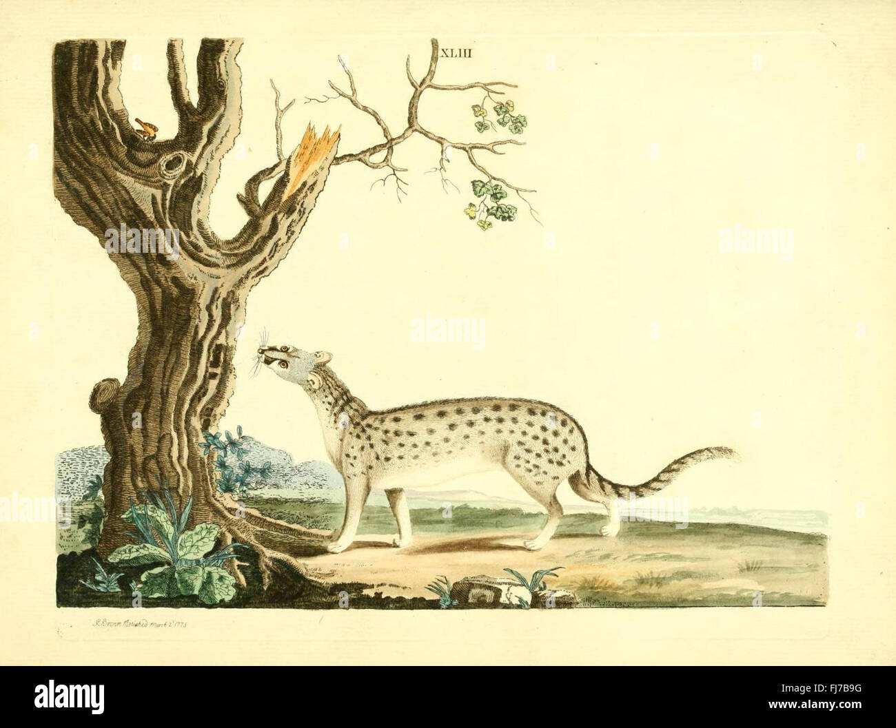 A collection of new zoological illustrations showcasing birds, mammals ...
