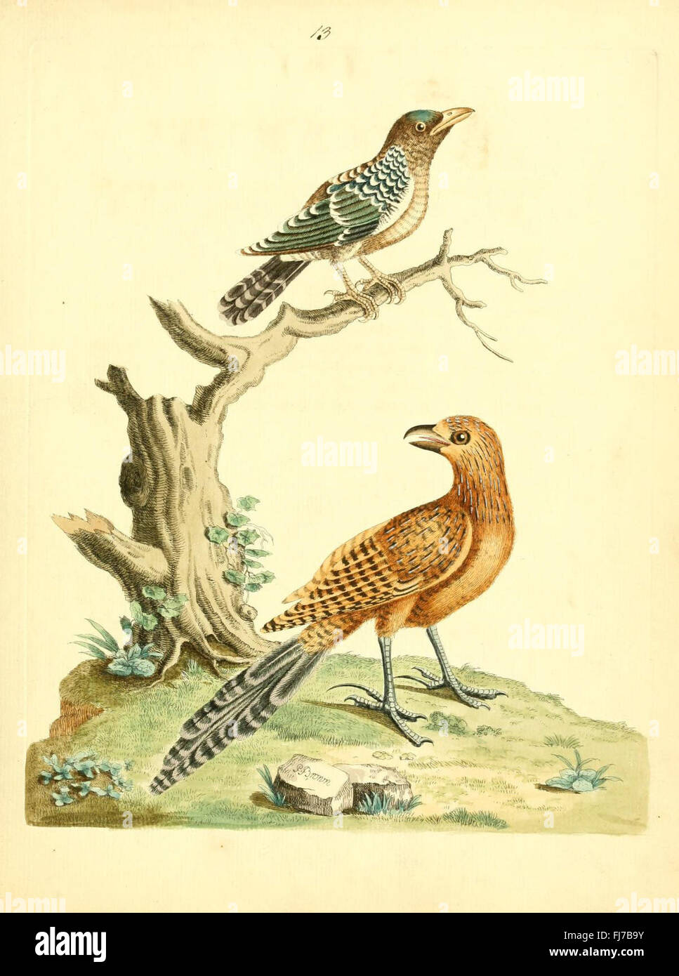 New Illustrations of Zoology, Birds, Early works to 1800, Mammals ...