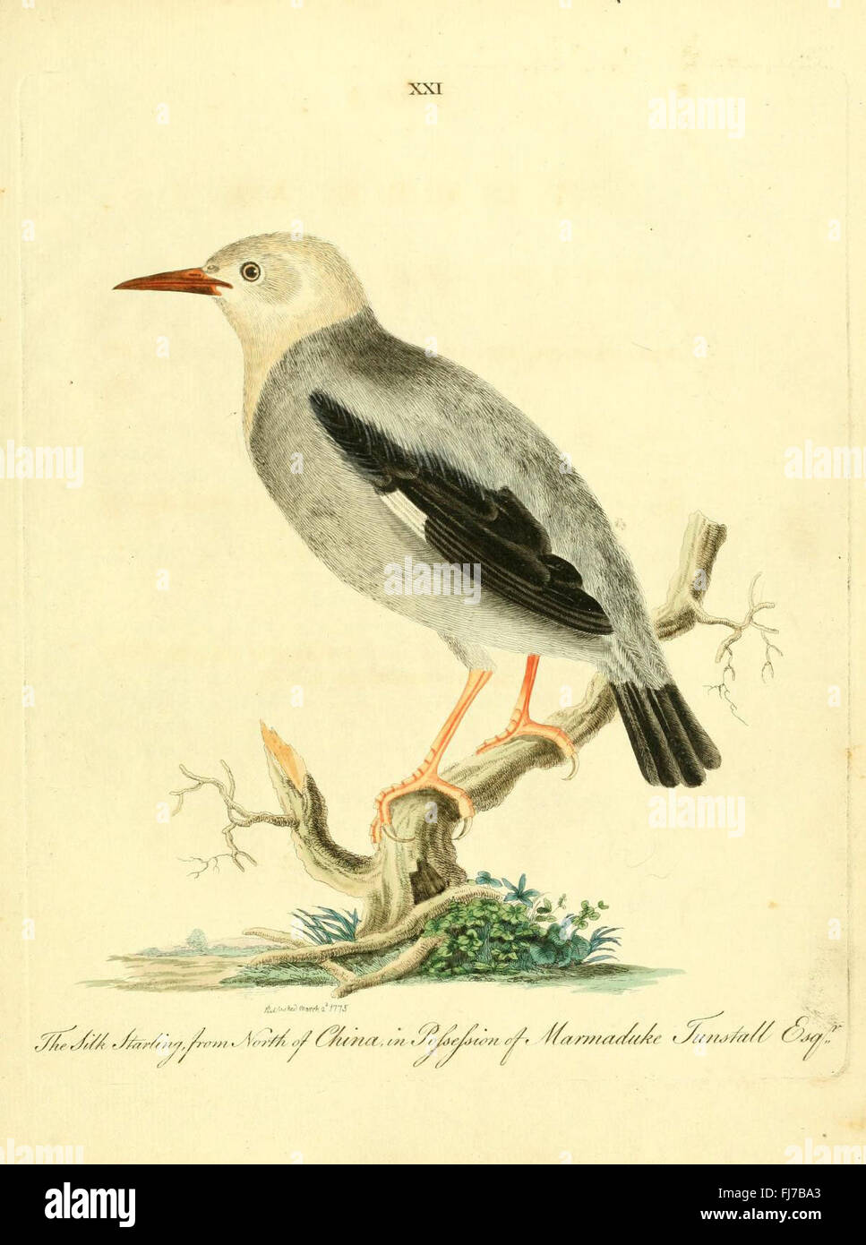 A collection of new illustrations in zoology, depicting various animal ...