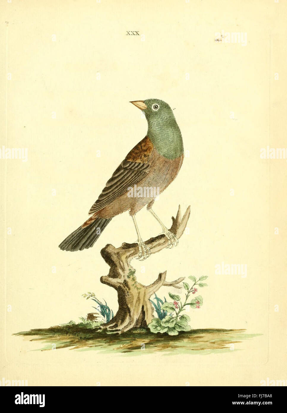 New zoological illustrations depicting various species of birds ...