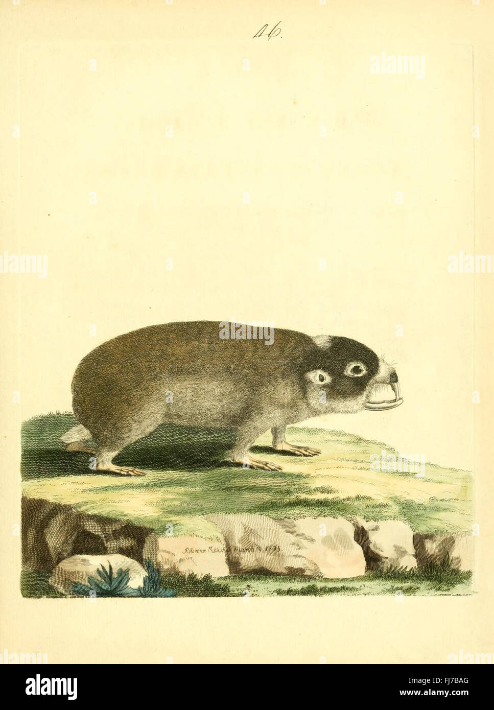 Illustrated zoological works from the 18th century, documenting birds ...