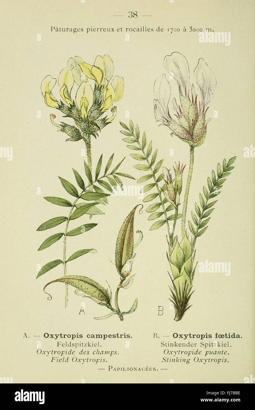 A pocket-sized illustrated flora guide covering plant species from the ...