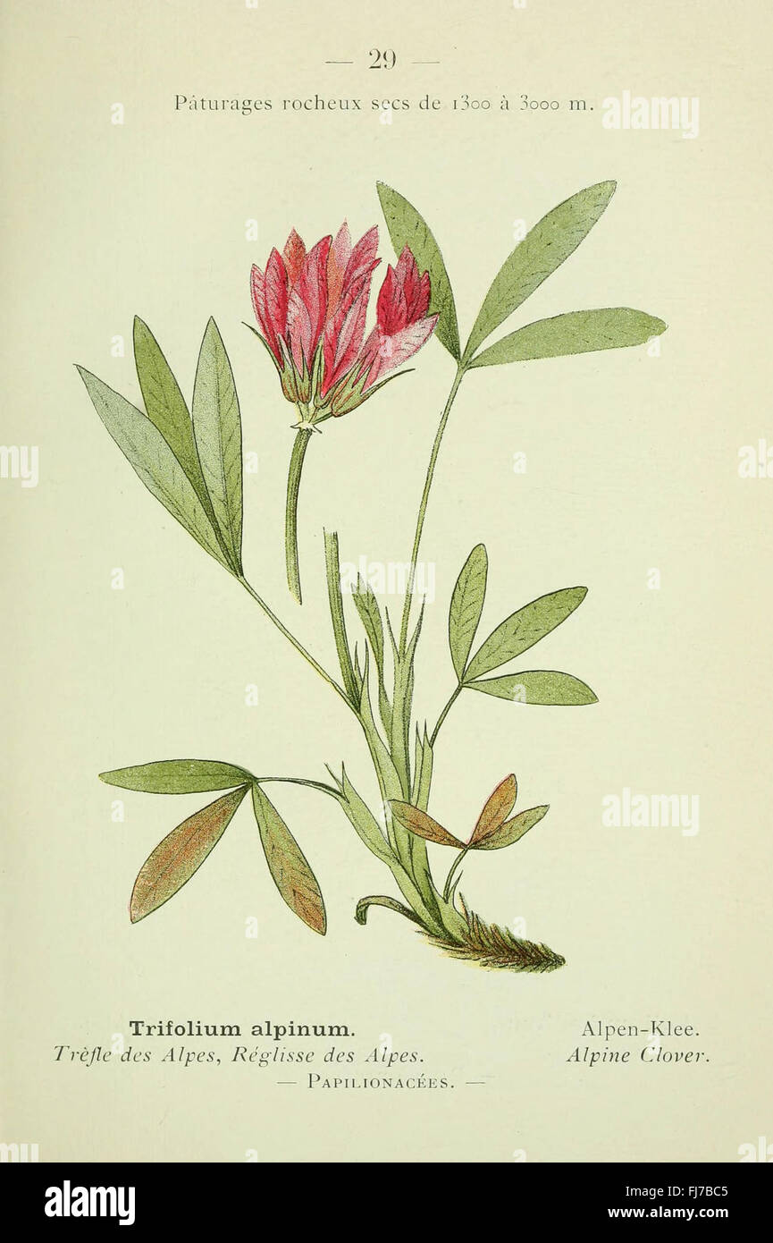 An illustrated pocket flora of the Alps and the Pyrenees, detailing ...