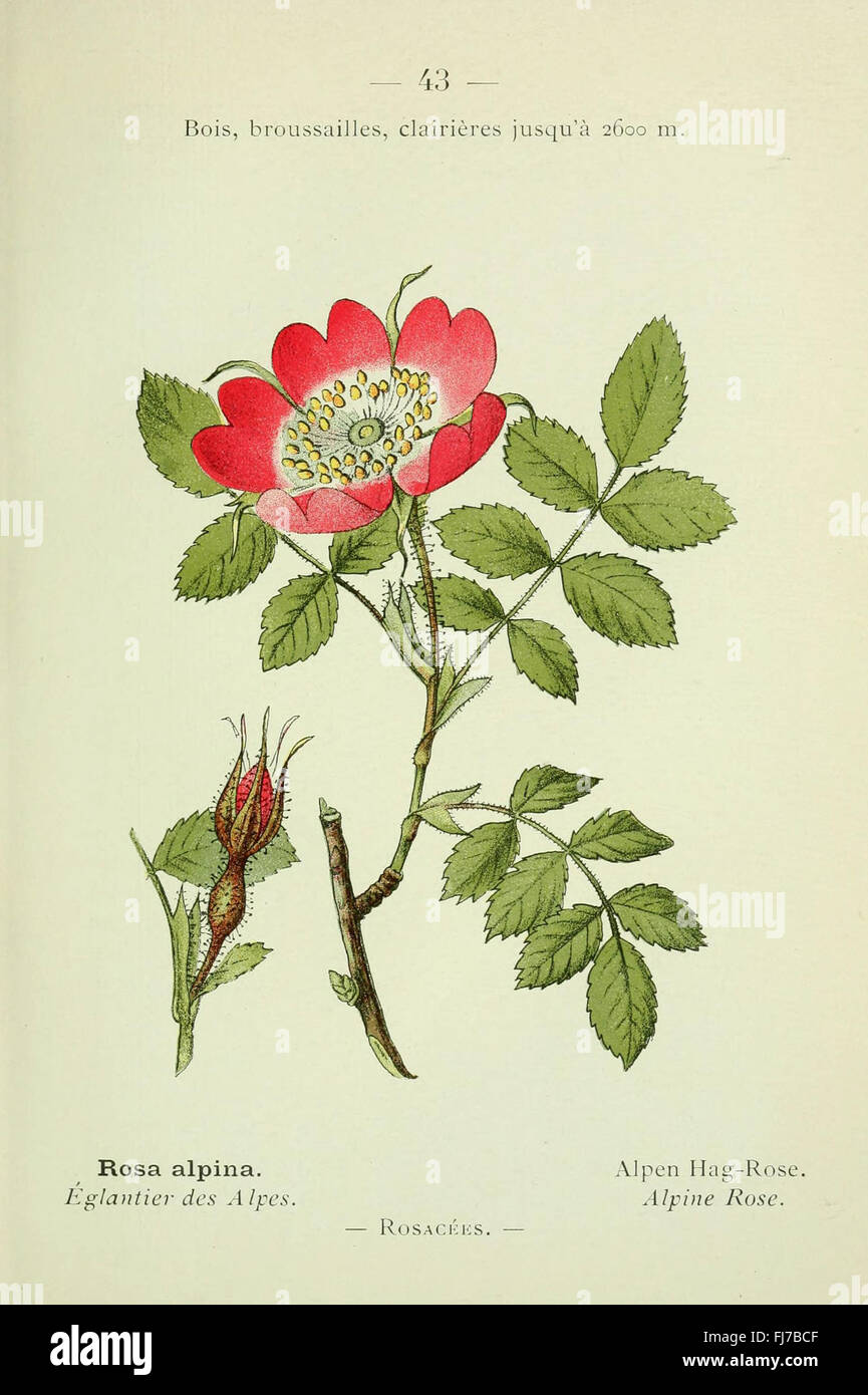 Illustrated botanical pocket guide to plants from the Alps and Pyrenees ...