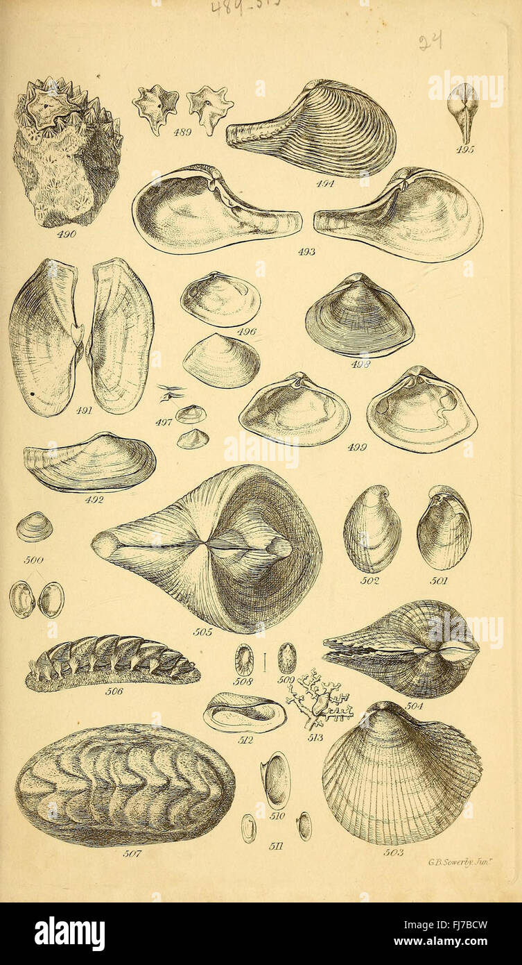 A comprehensive manual on the identification and classification of ...
