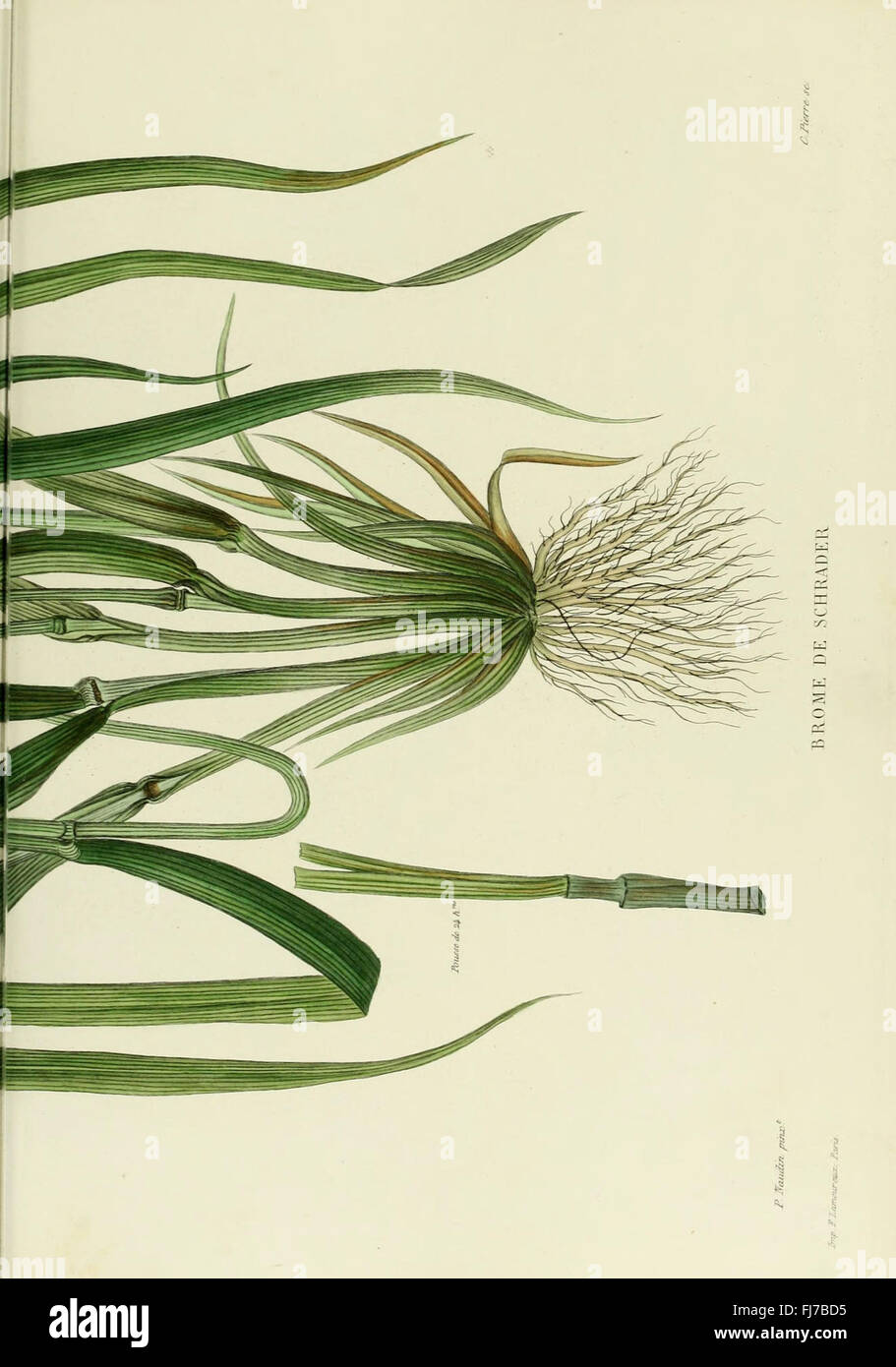 An illustrated work featuring forage plants, focusing on their ...