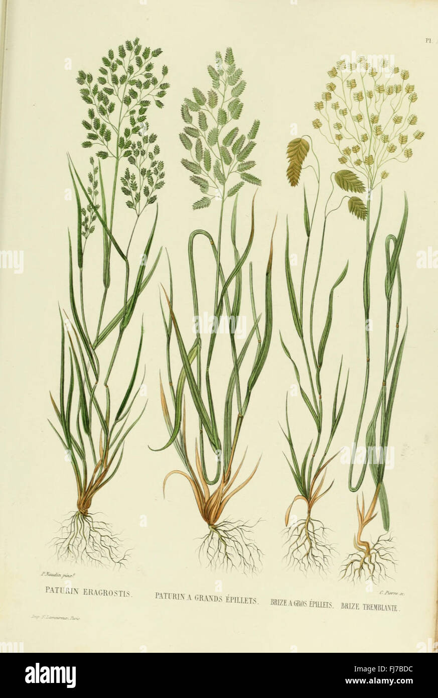 Illustrations and descriptions of forage plants, particularly grasses ...