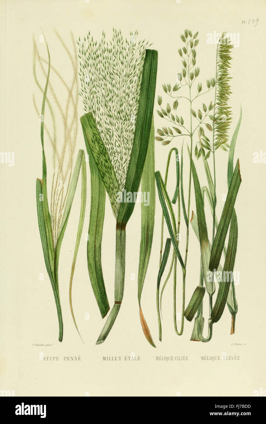 An illustration of forage plants from a French botanical work, focusing ...