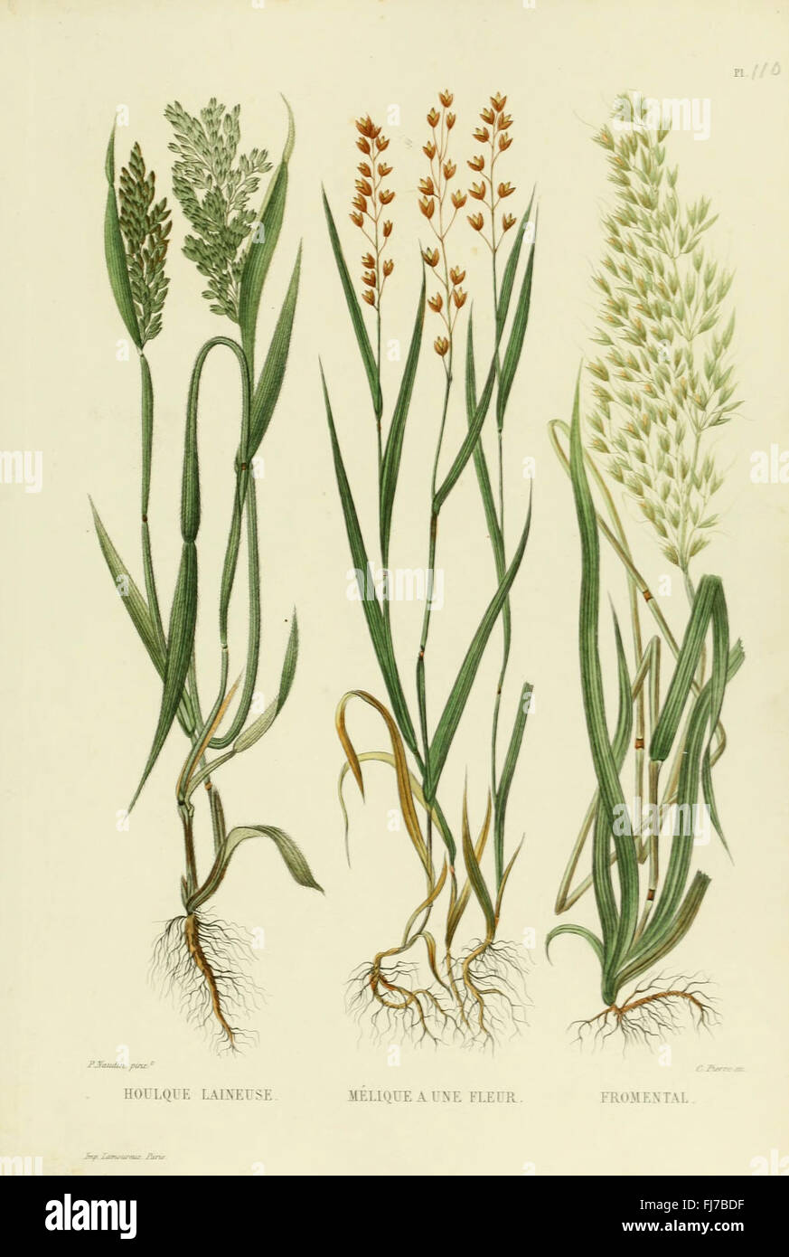 An illustrated botanical work on forage plants, specifically focusing ...