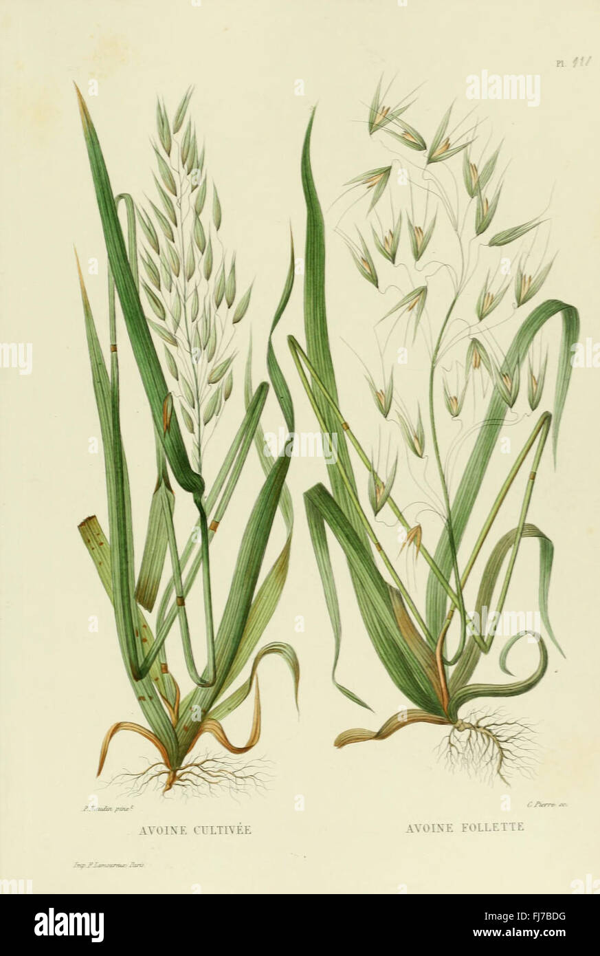 Gramineae research hi-res stock photography and images - Alamy