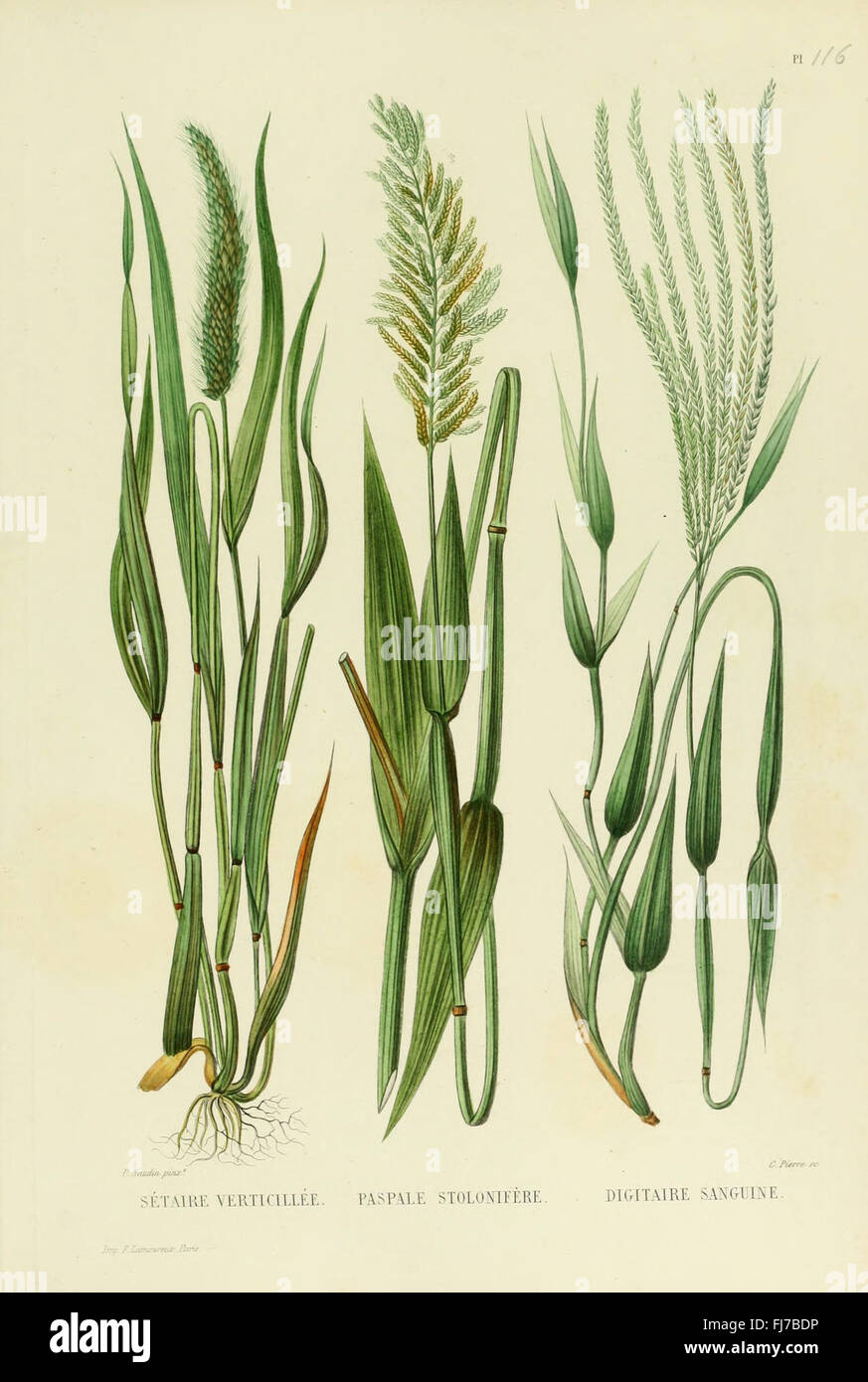 A French botanical work featuring illustrations of forage plants in the ...