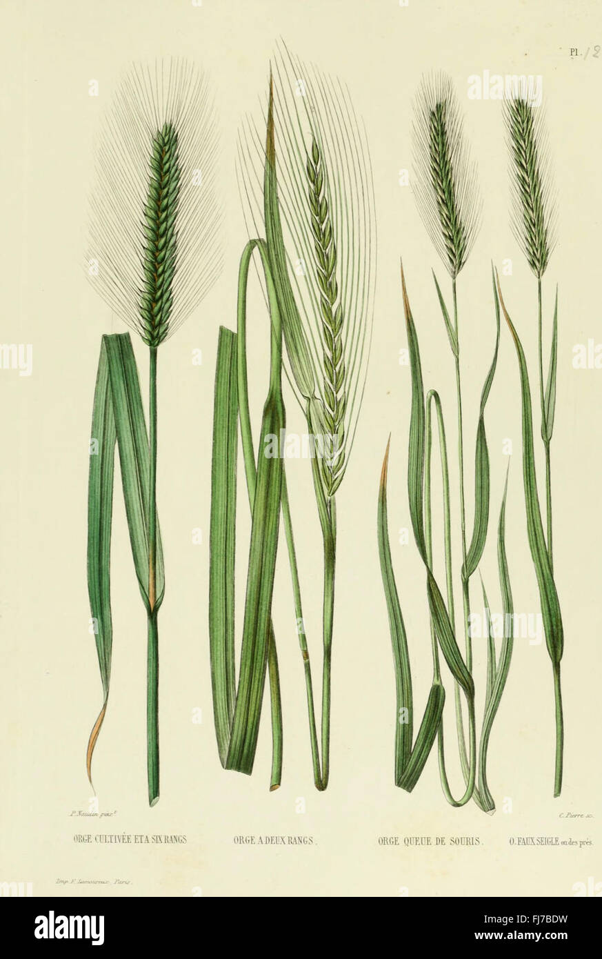 Illustrated guide to forage plants Stock Photo - Alamy