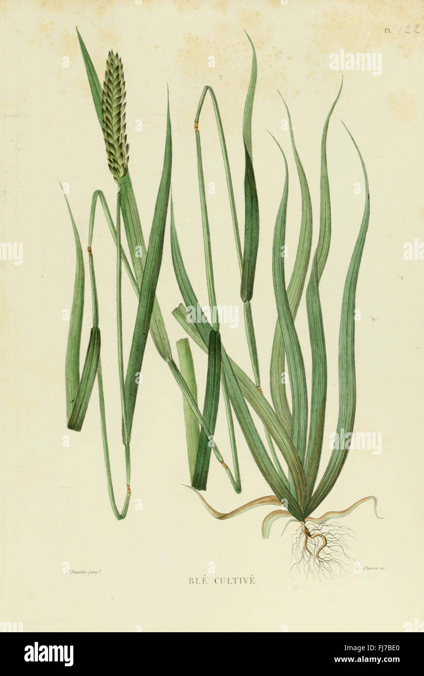 An illustrated catalog of forage plants, focusing on various grass ...