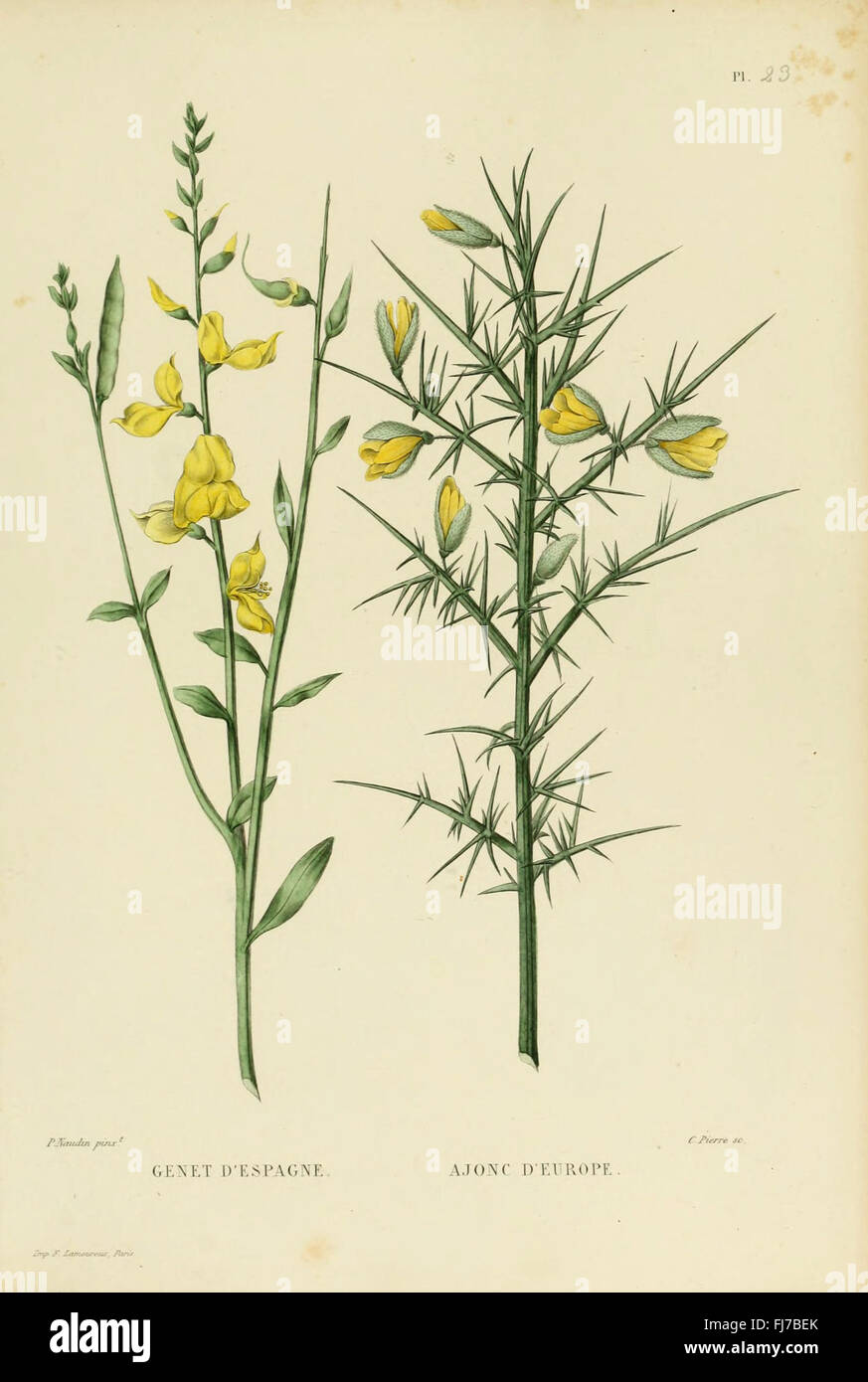 A pictorial work showcasing forage plants from the Gramineae family ...