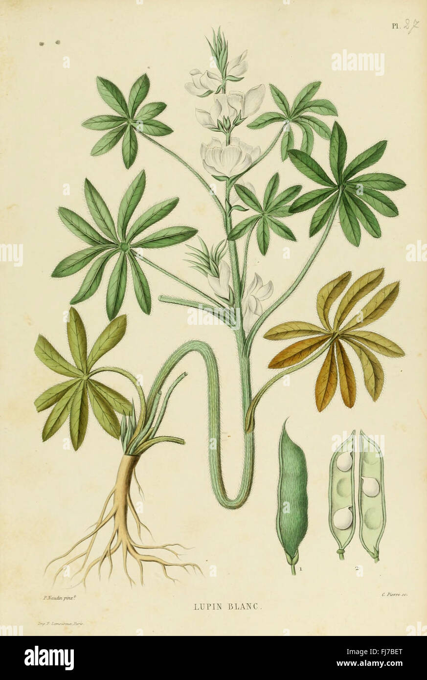 An illustrated work on forage plants, focusing on species ...