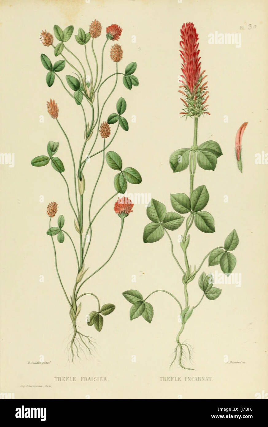 A detailed illustration of forage plants, focusing on species from the ...