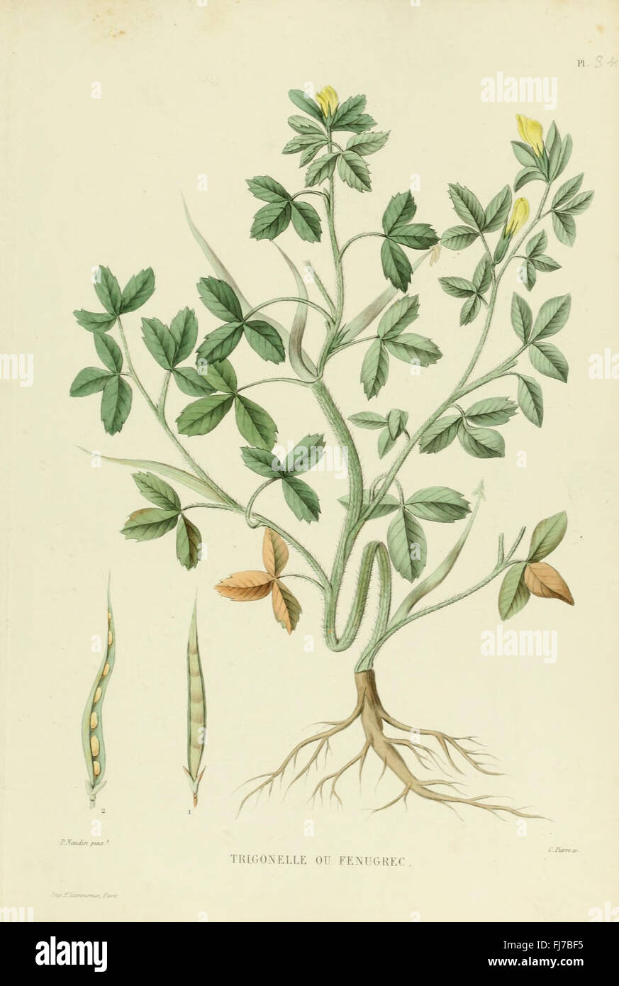 Forage plants, Gramineae family, plant illustrations, agricultural ...