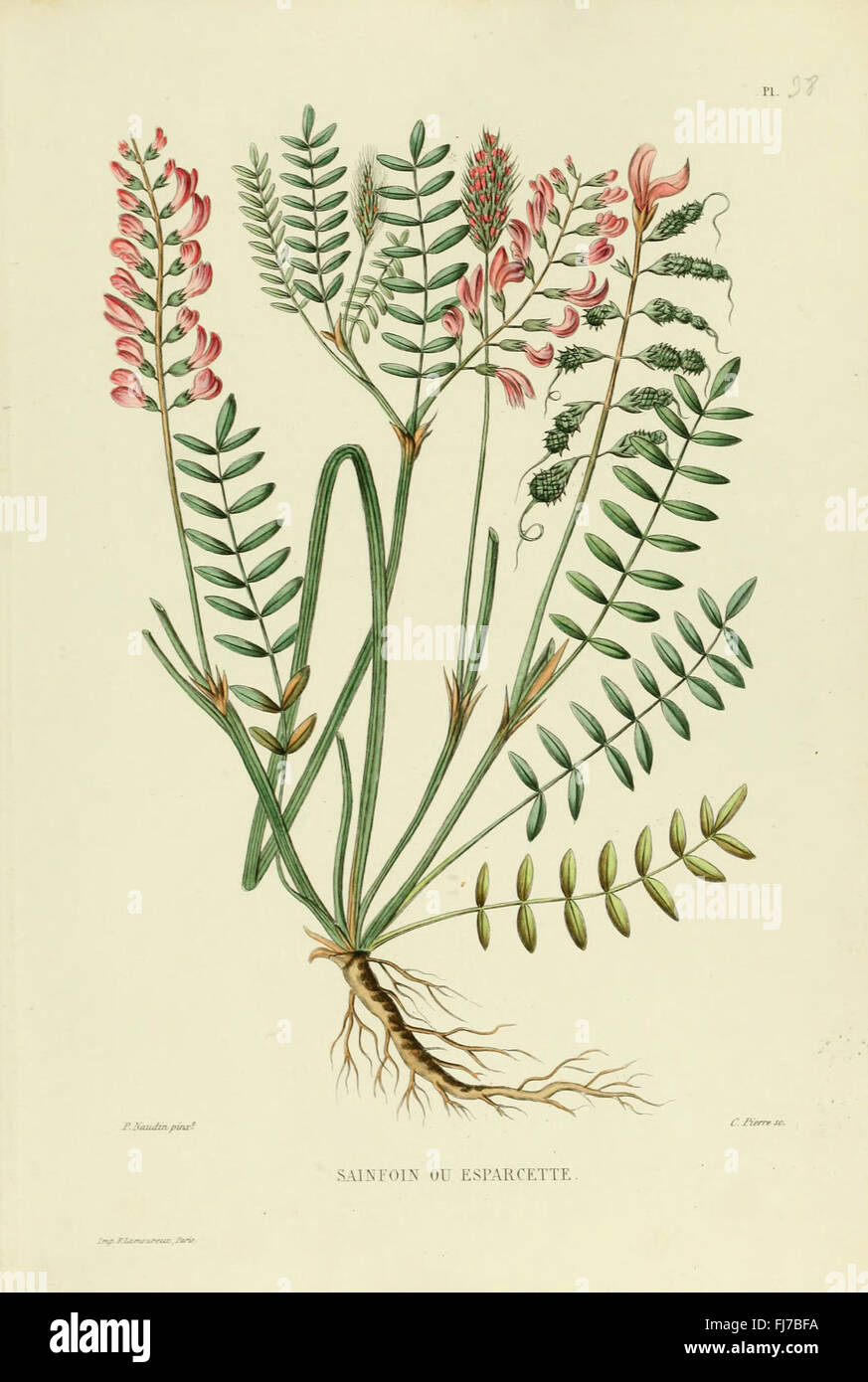 A botanical work illustrating forage plants and grasses, focusing on ...