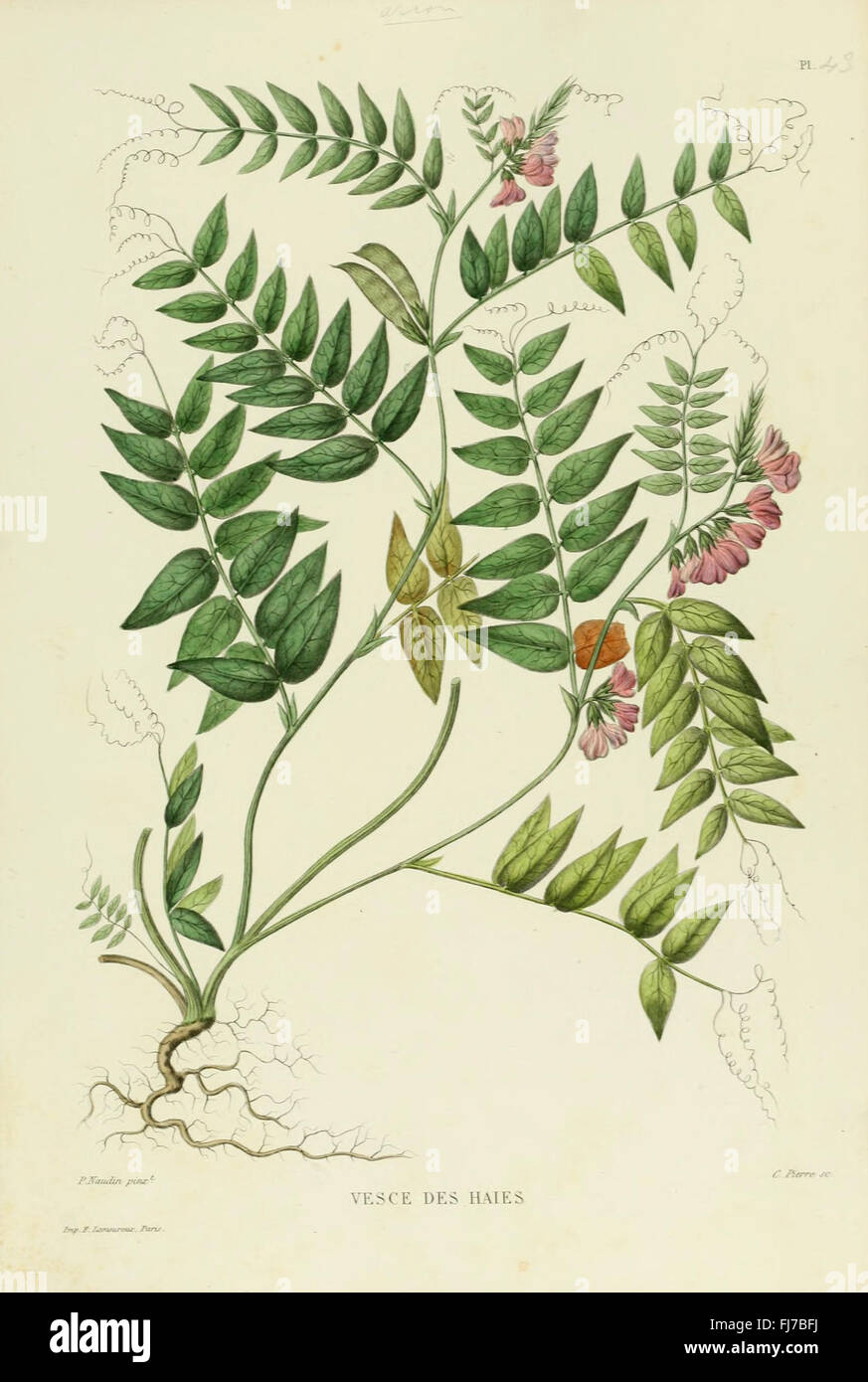 A botanical work illustrating forage plants Stock Photo - Alamy