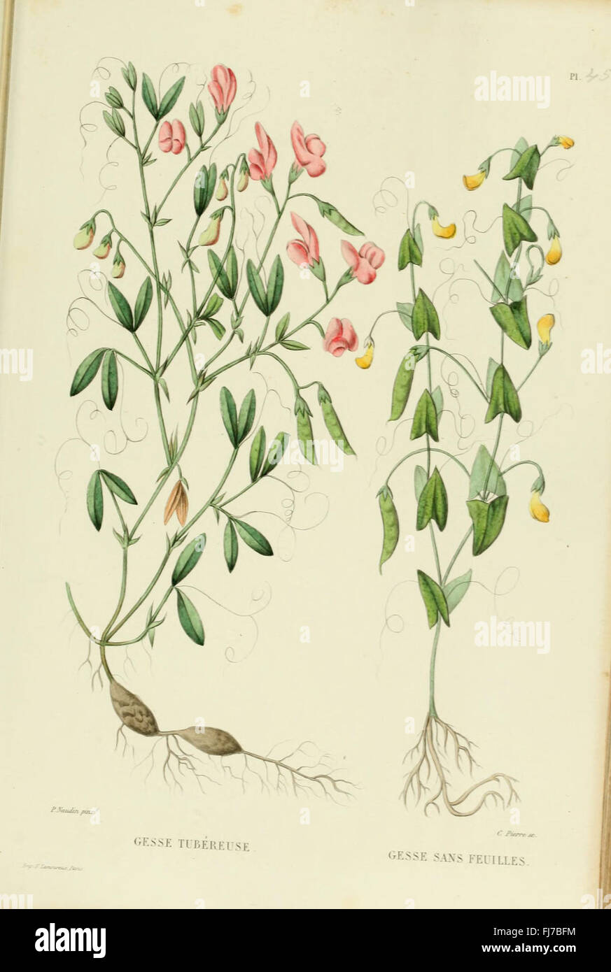 An illustrated study of forage plants, focusing on their identification ...