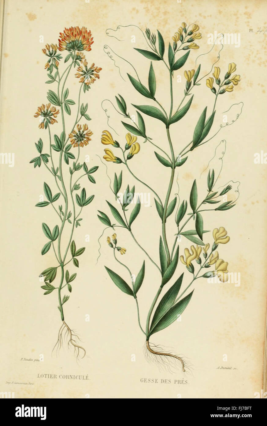 Forage crops identification hi-res stock photography and images - Alamy