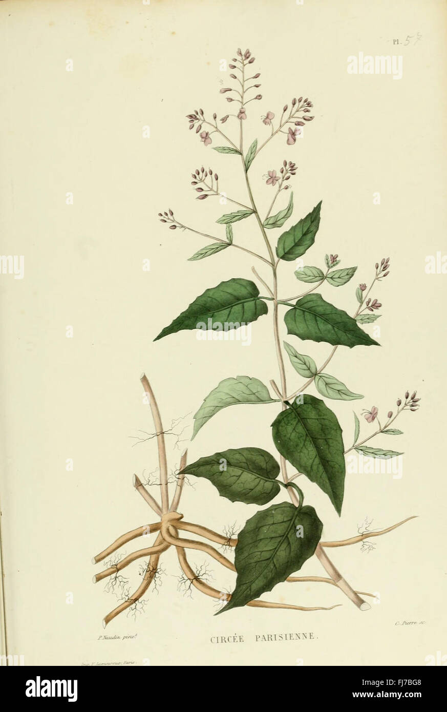 Forage crops identification hi-res stock photography and images - Alamy