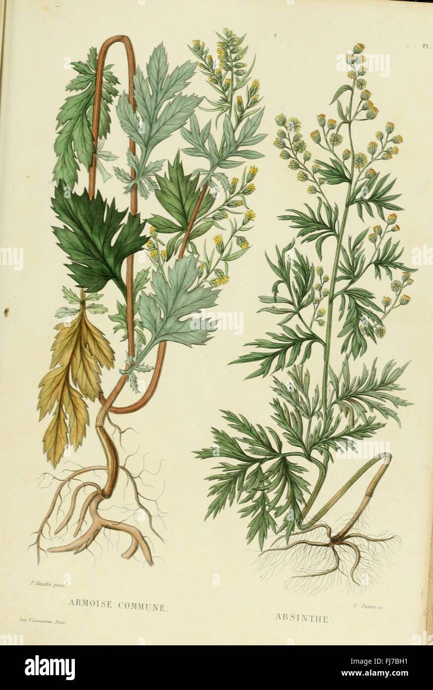 The New Iconography of Forage Plants provides detailed botanical ...