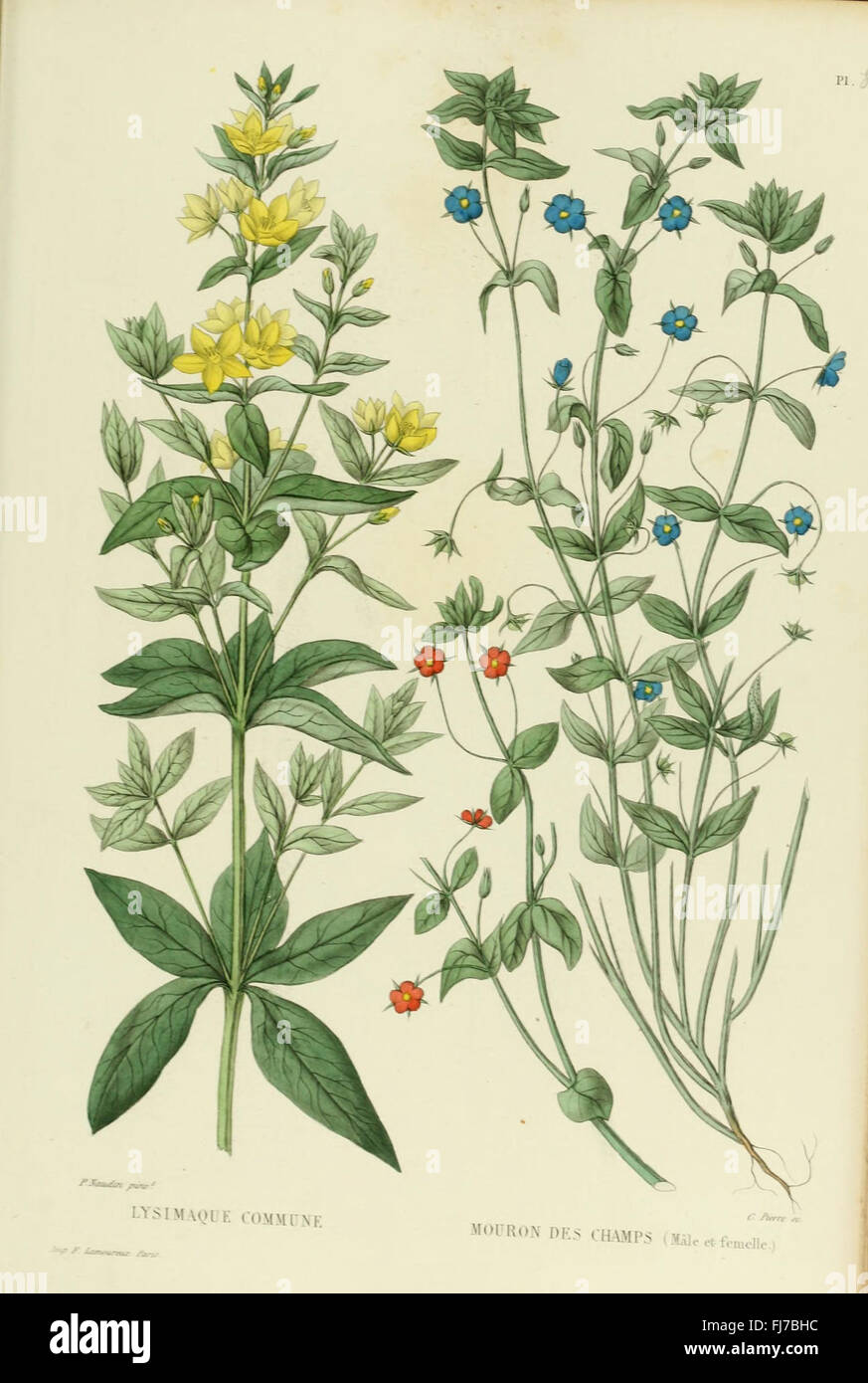 A French work illustrating forage plants and grasses, showcasing their ...