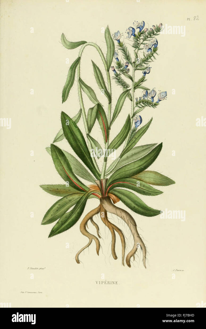 A pictorial work illustrating forage plants from various regions ...