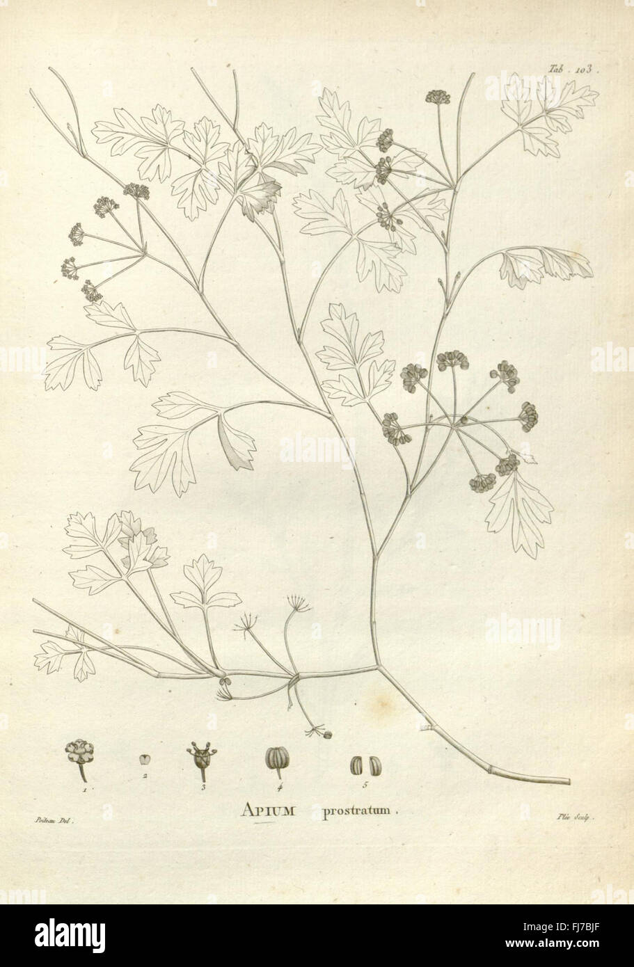 Novae Hollandiæ plantarum specimen (Tab. 103), a botanical work ...