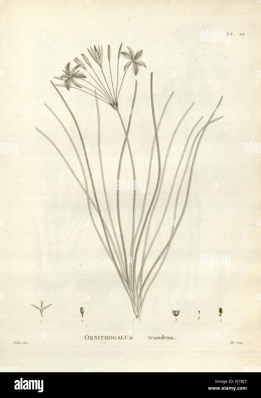 Botanical illustration of Australian plants, showcasing various species ...