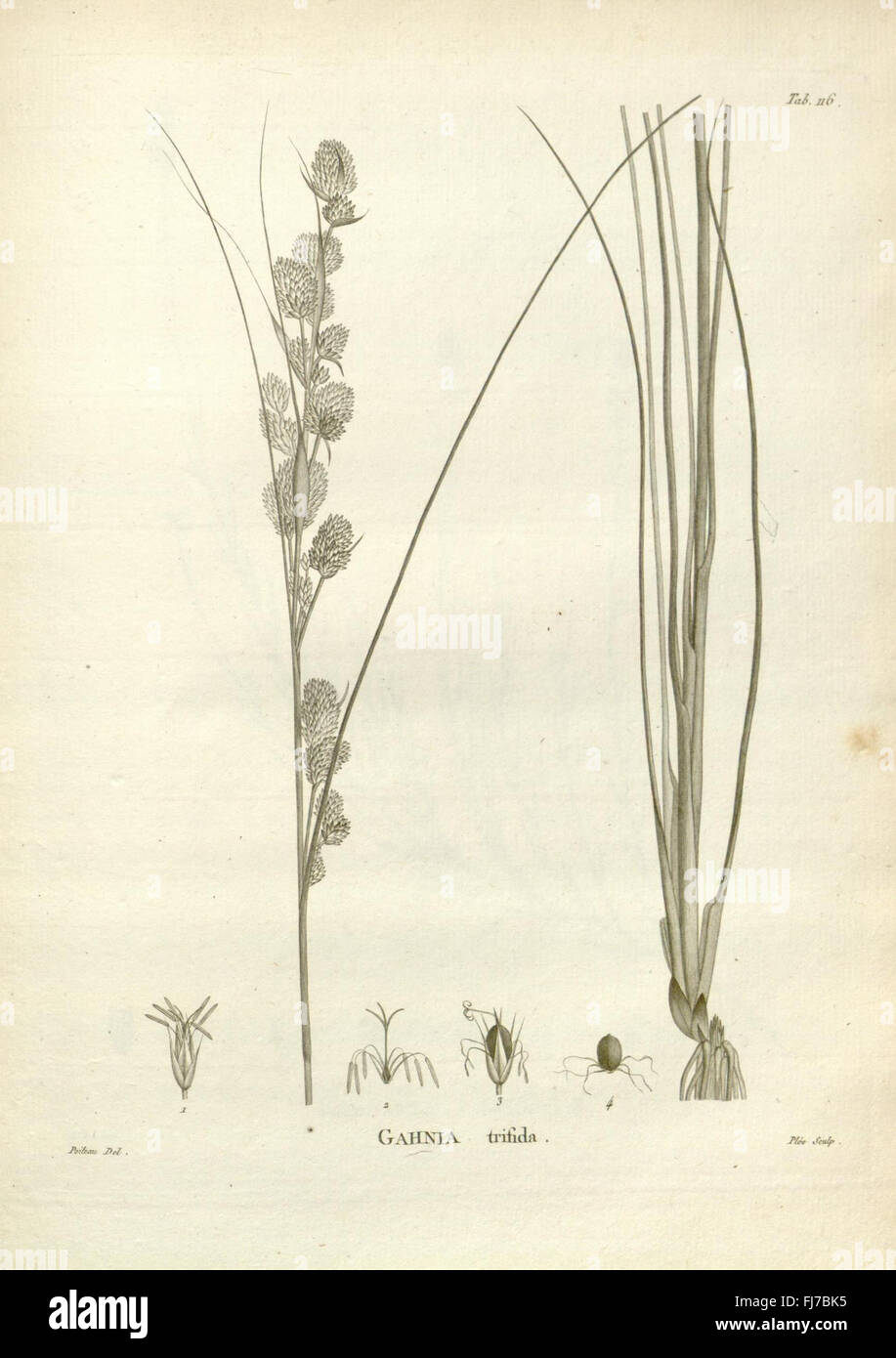 Novae Hollandiæ plantarum specimen (Tab. 116), a botanical illustration ...