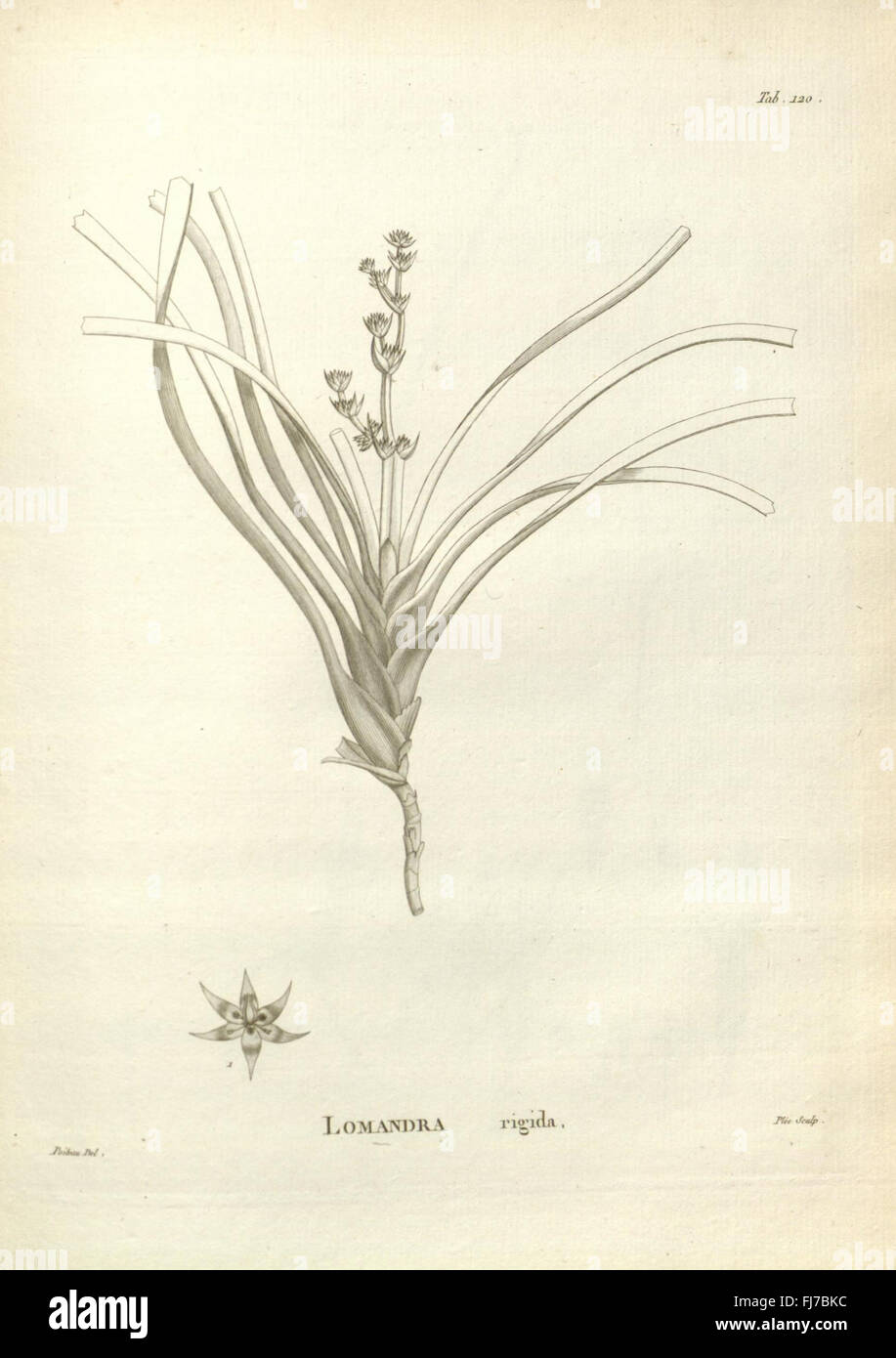 Australian botanical research hi-res stock photography and images - Alamy