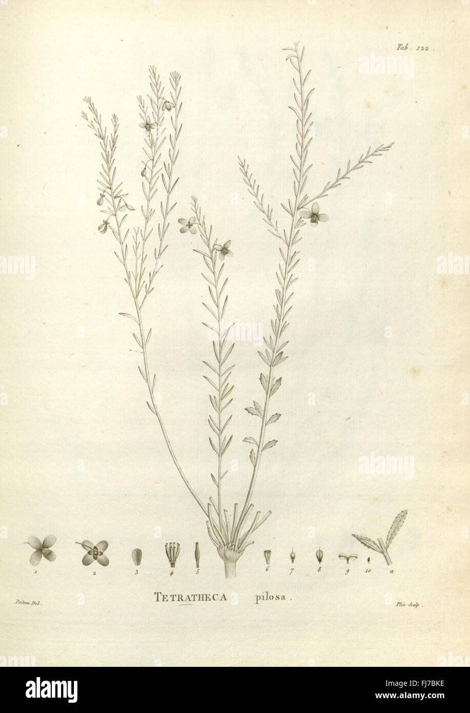 A botanical work on Australian plant species, featuring detailed ...