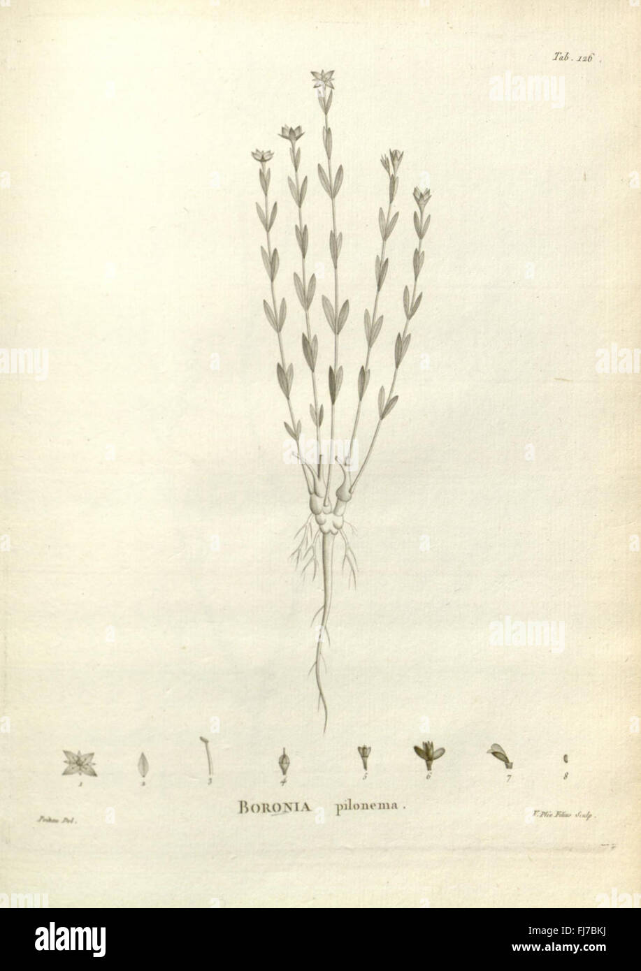 Botanical specimen illustrations from Australian plants, showcasing ...