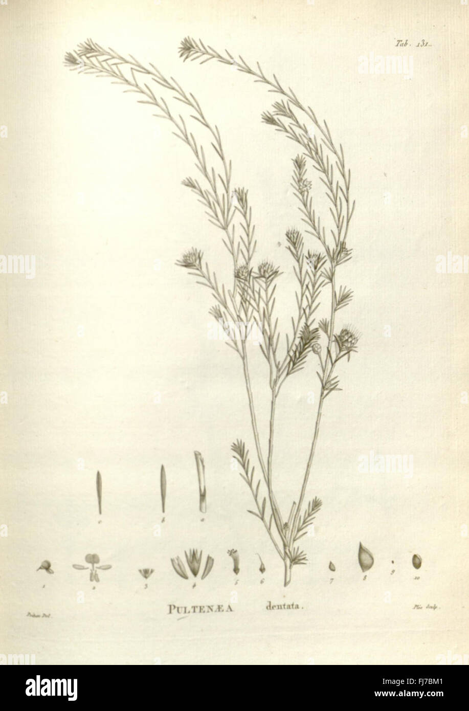 An illustration of Australian plants from the 19th century, showcasing ...