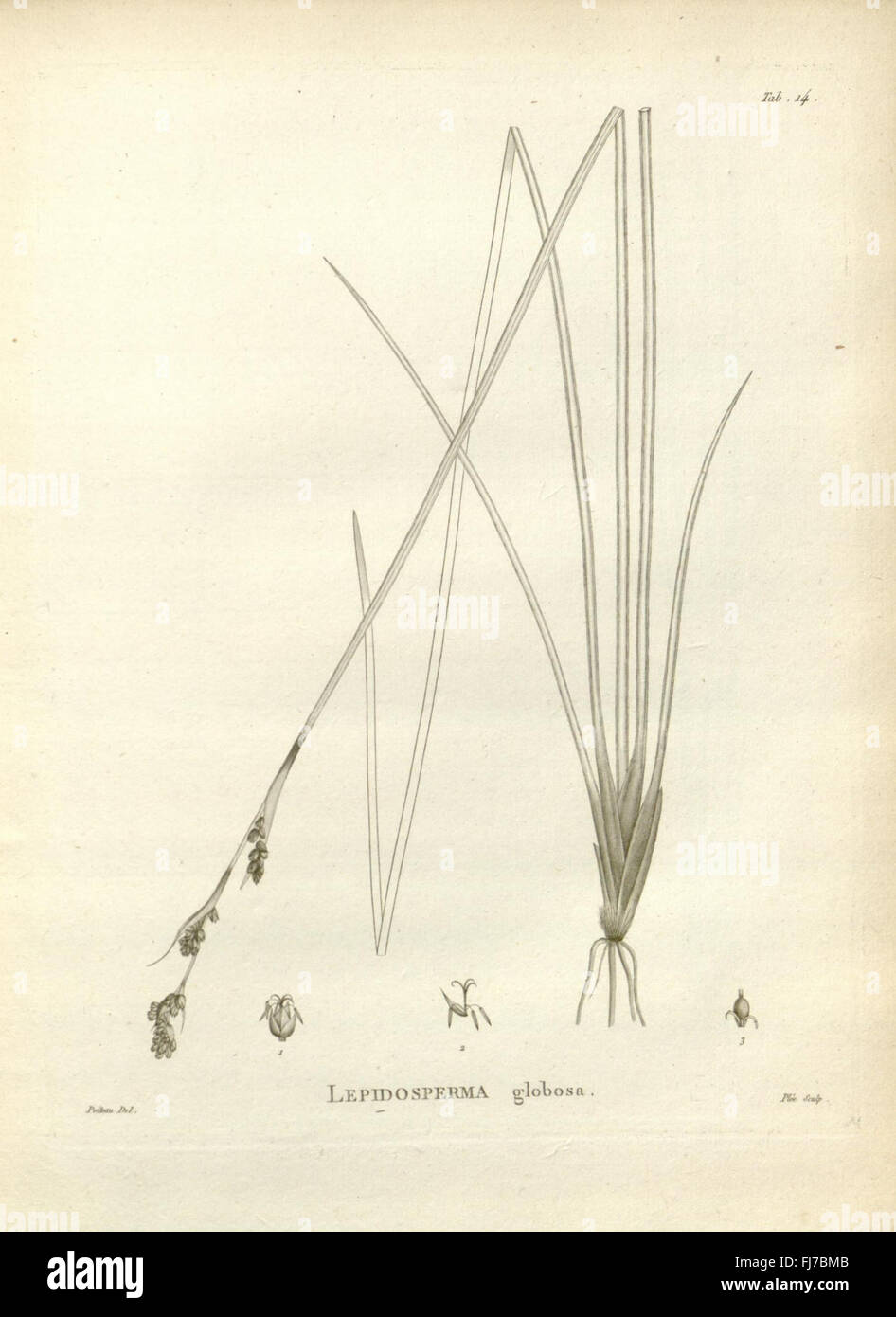 This botanical collection features specimens from New Holland (modern ...